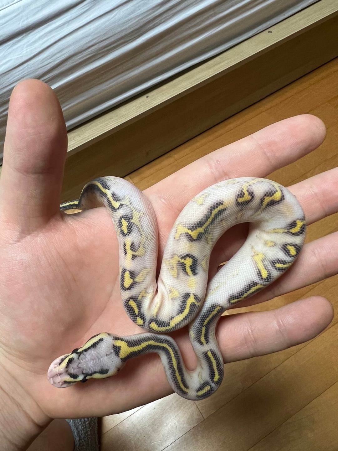 Super Gravel or Highway? - Ball Pythons - MorphMarket Reptile Community