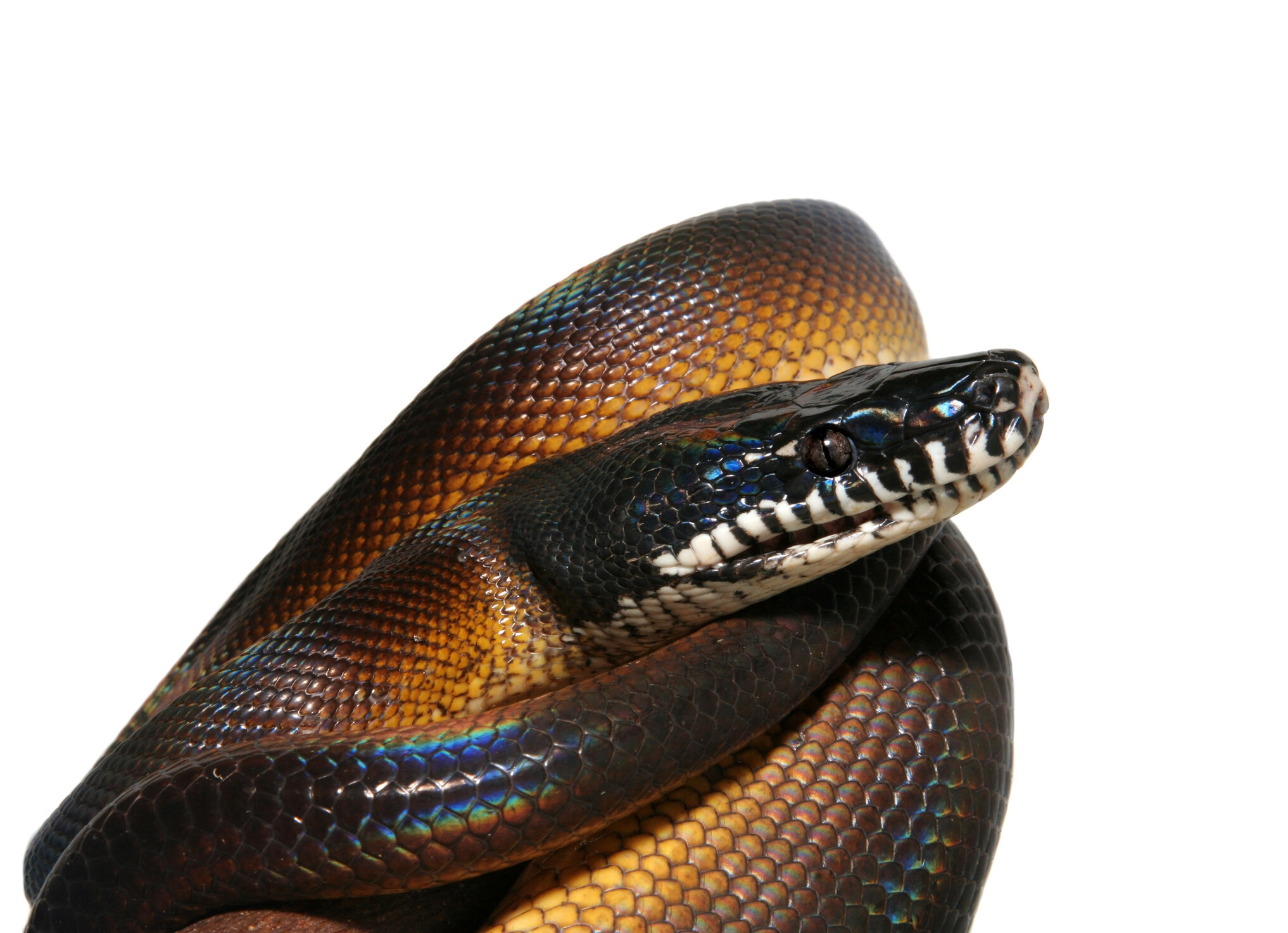 Latest Other Pythons topics - MorphMarket Reptile Community
