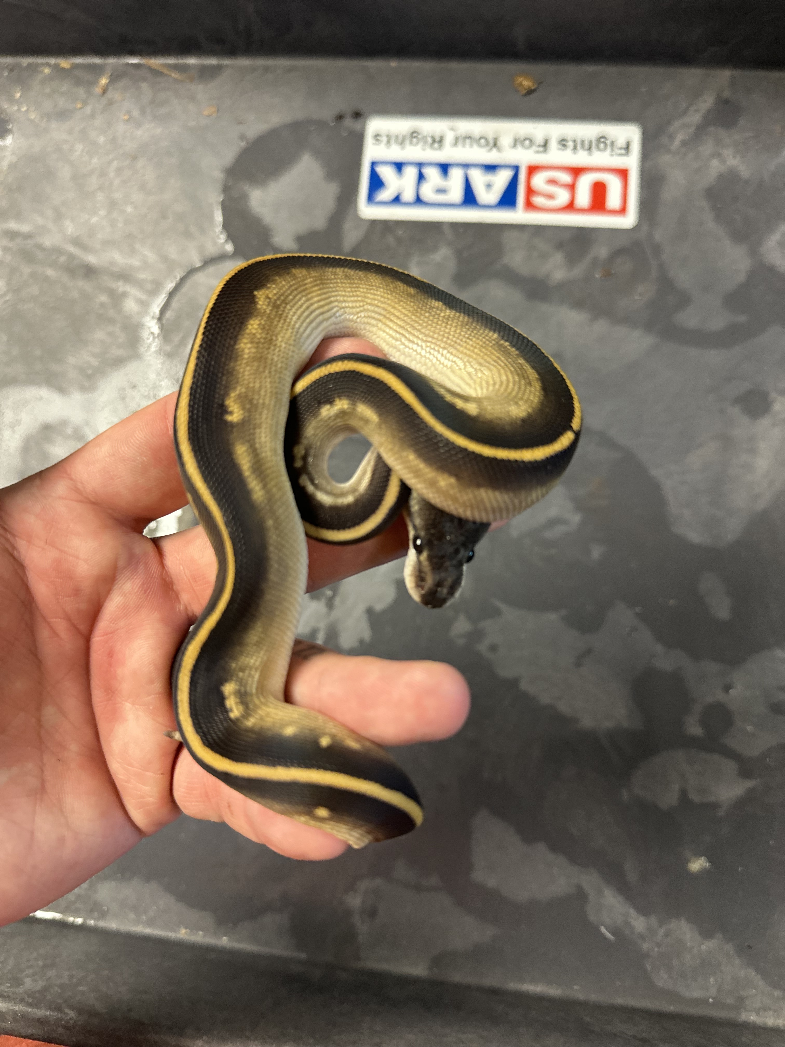 New Wookie Combo (KRRSANTAN) - Ball Pythons - MorphMarket Reptile Community