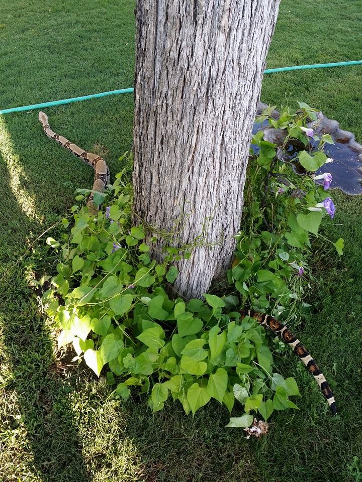 Has anyone made crawl "branches" from PVC before? - Boa Constrictors ...