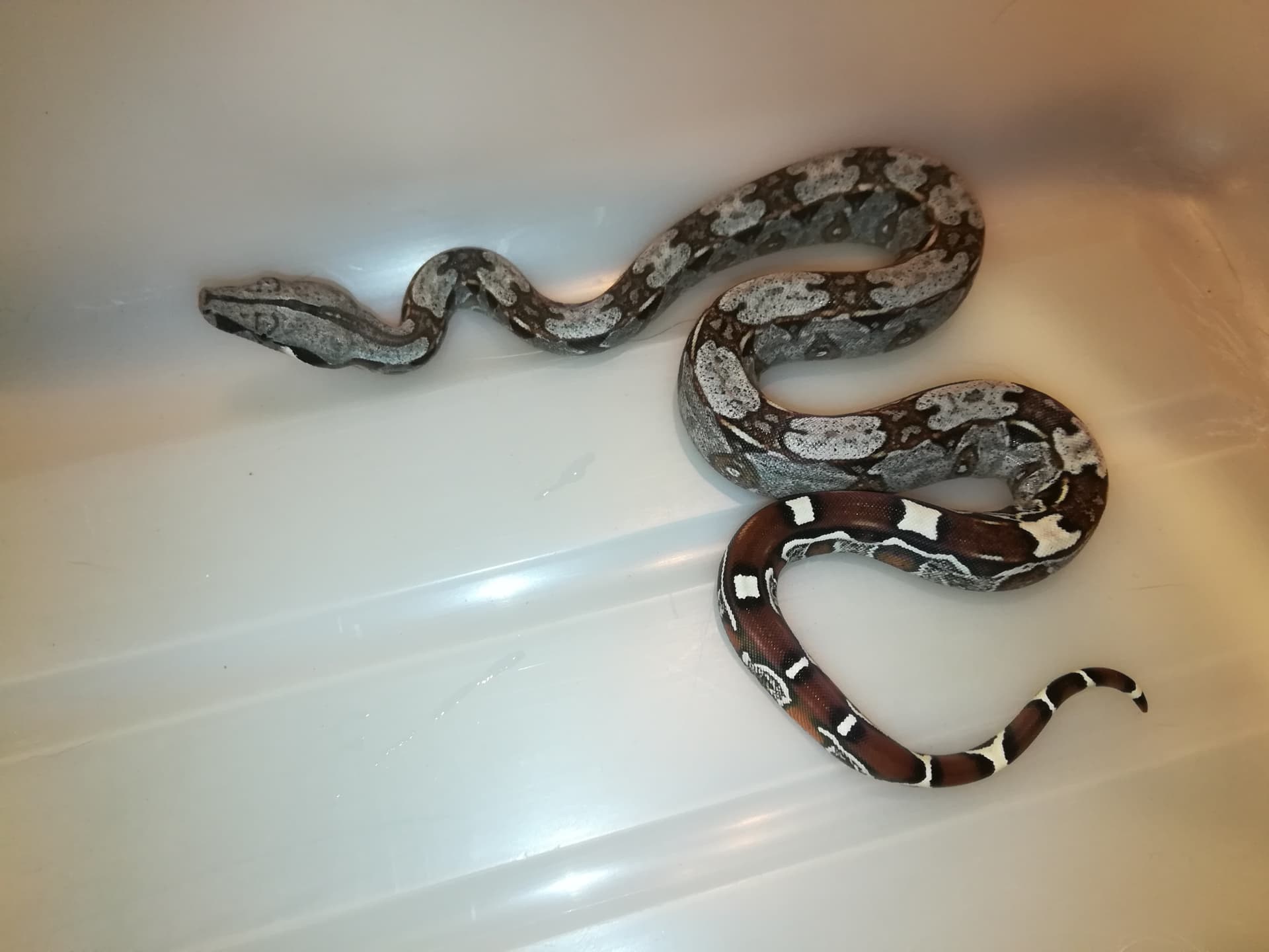 Ontogenetic Color Change - All Reptiles - MorphMarket Reptile Community