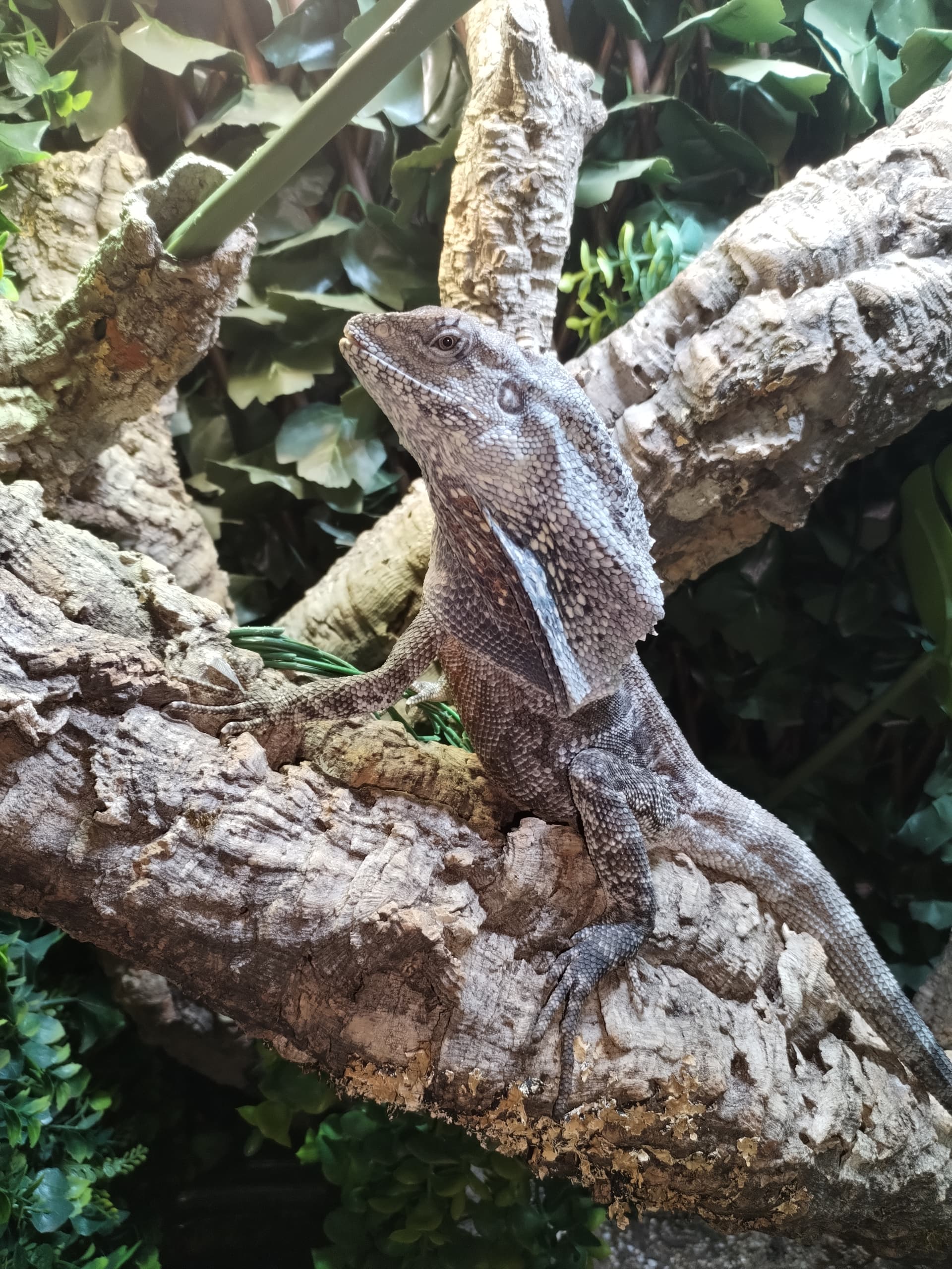 Dilo frilled dragon - All Reptiles - MorphMarket Reptile Community