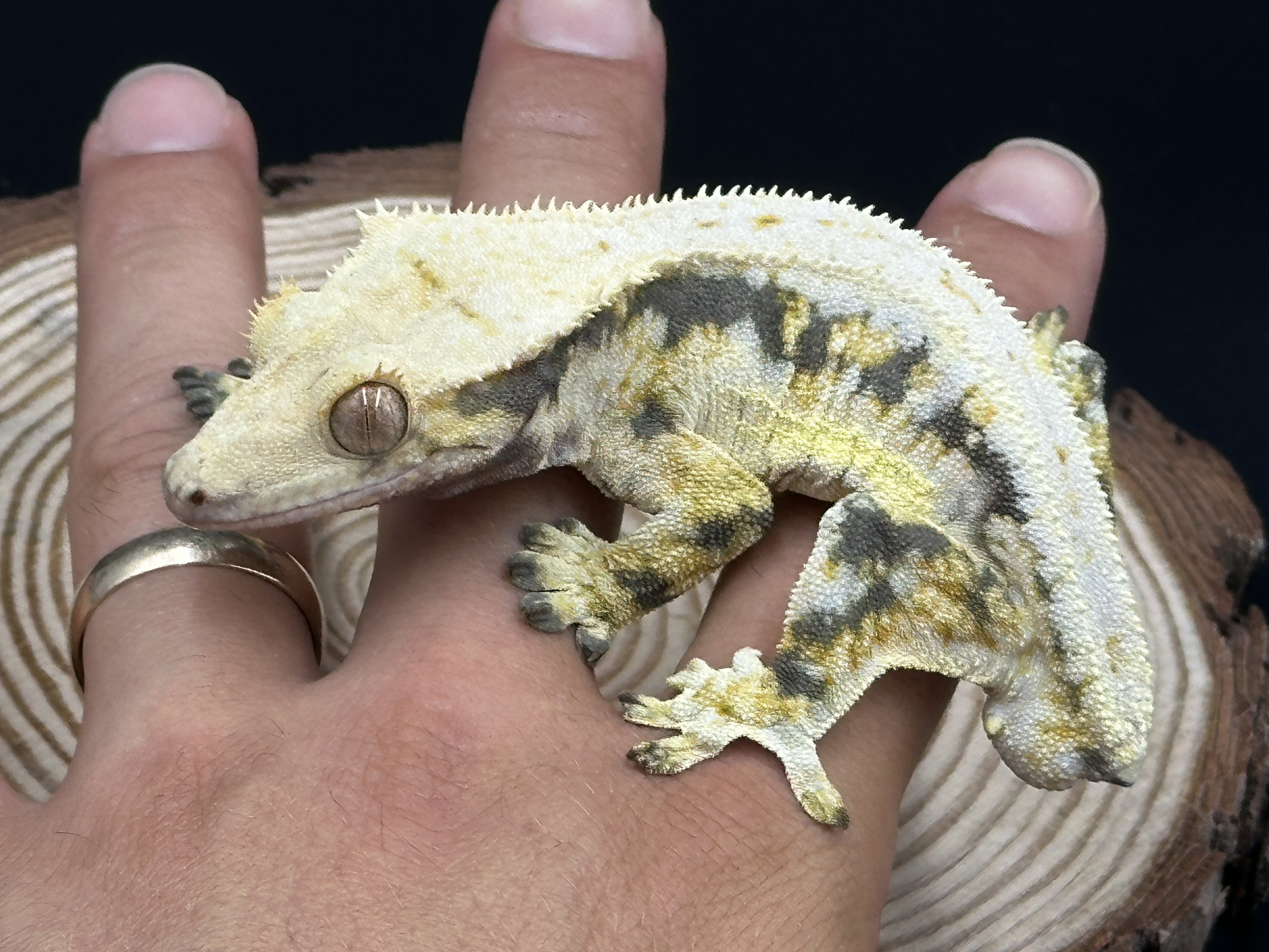 Hatchling help - Crested Geckos - MorphMarket Reptile Community