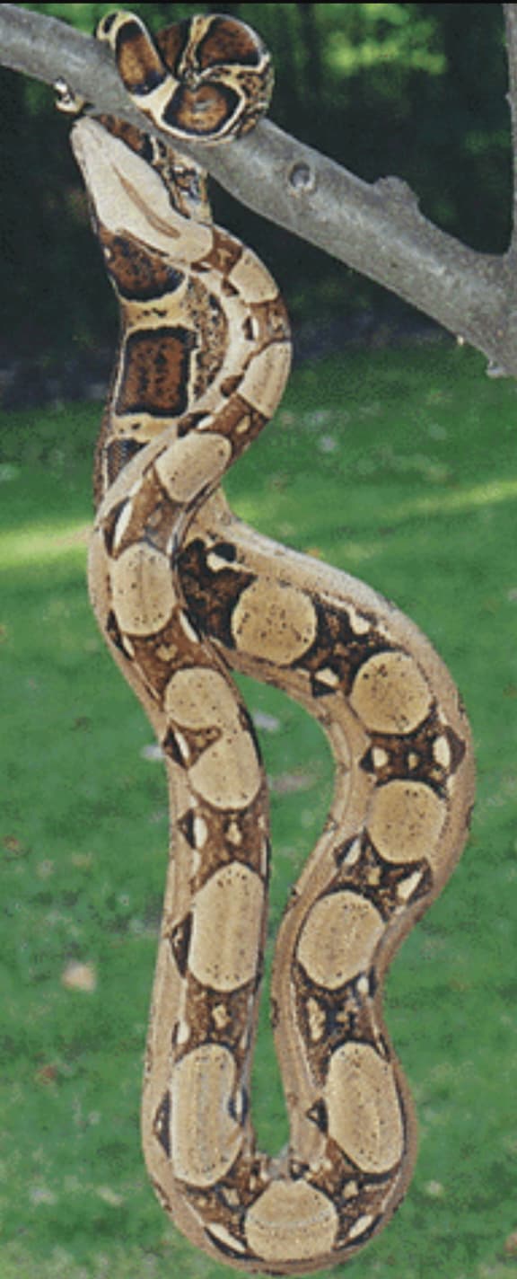 Scale counts for boas - Boas - MorphMarket Reptile Community