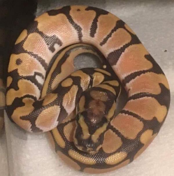 Sandstorm - Ball Python Traits - Morphpedia