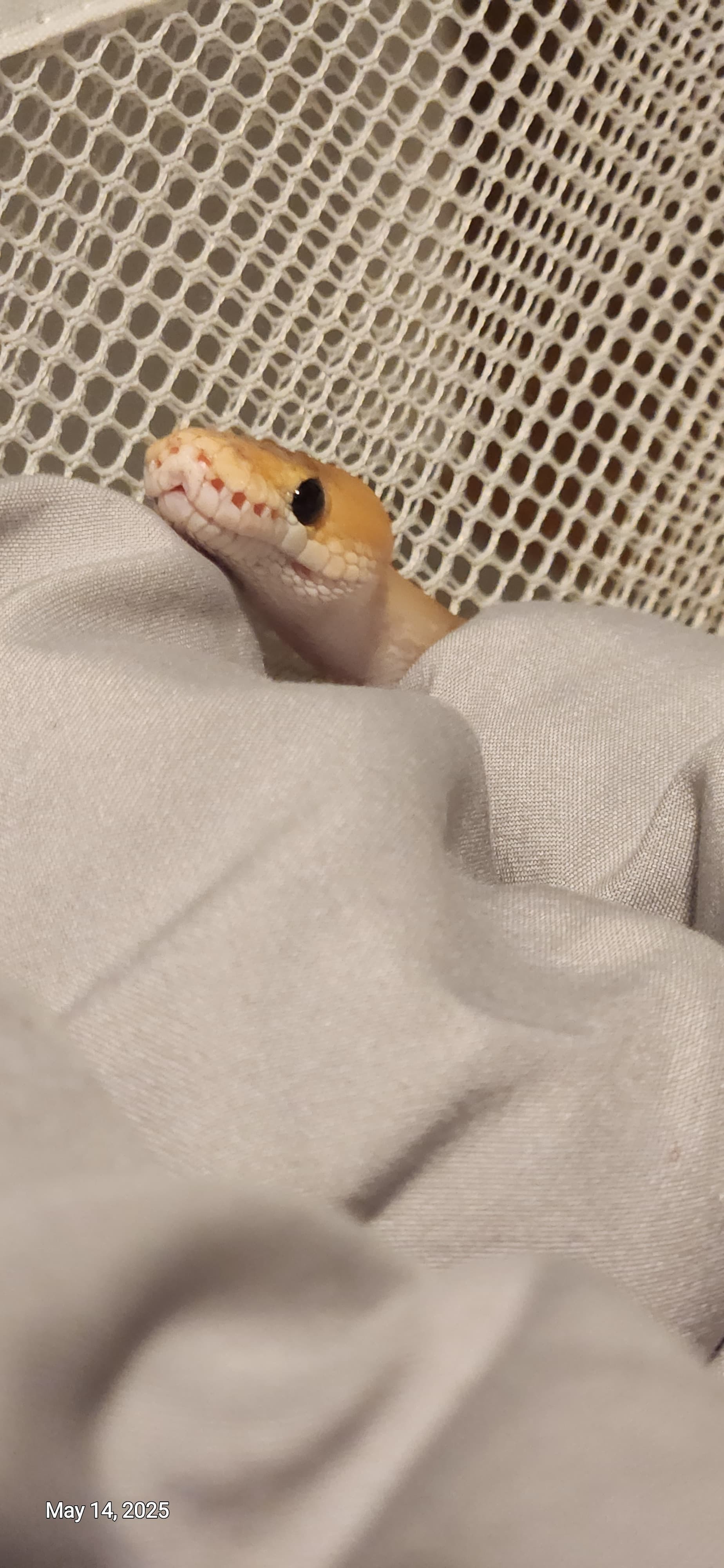 ABS used for enrichment - Ball Pythons - MorphMarket Reptile Community