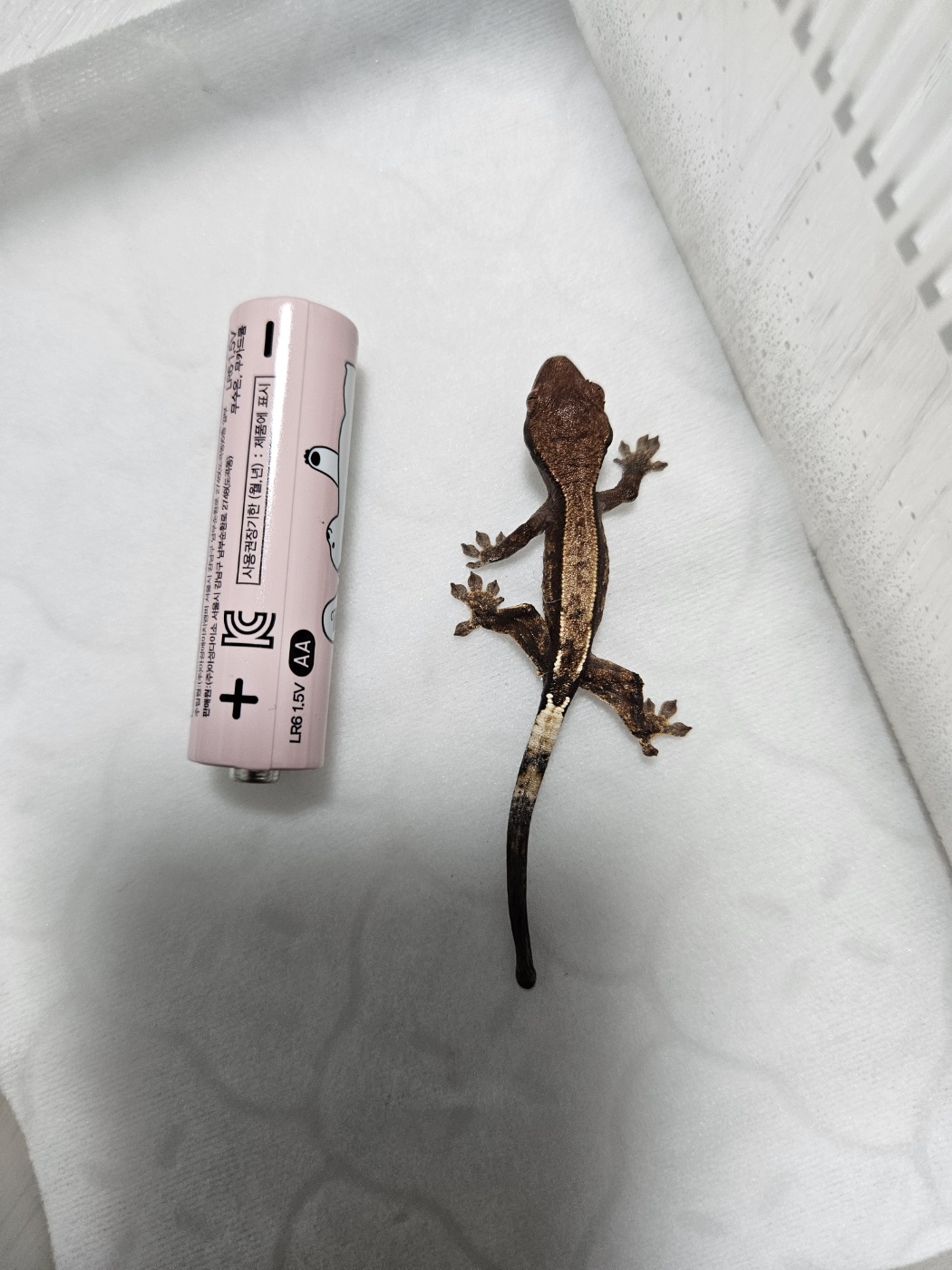 What my morph? - All Reptiles - MorphMarket Reptile Community