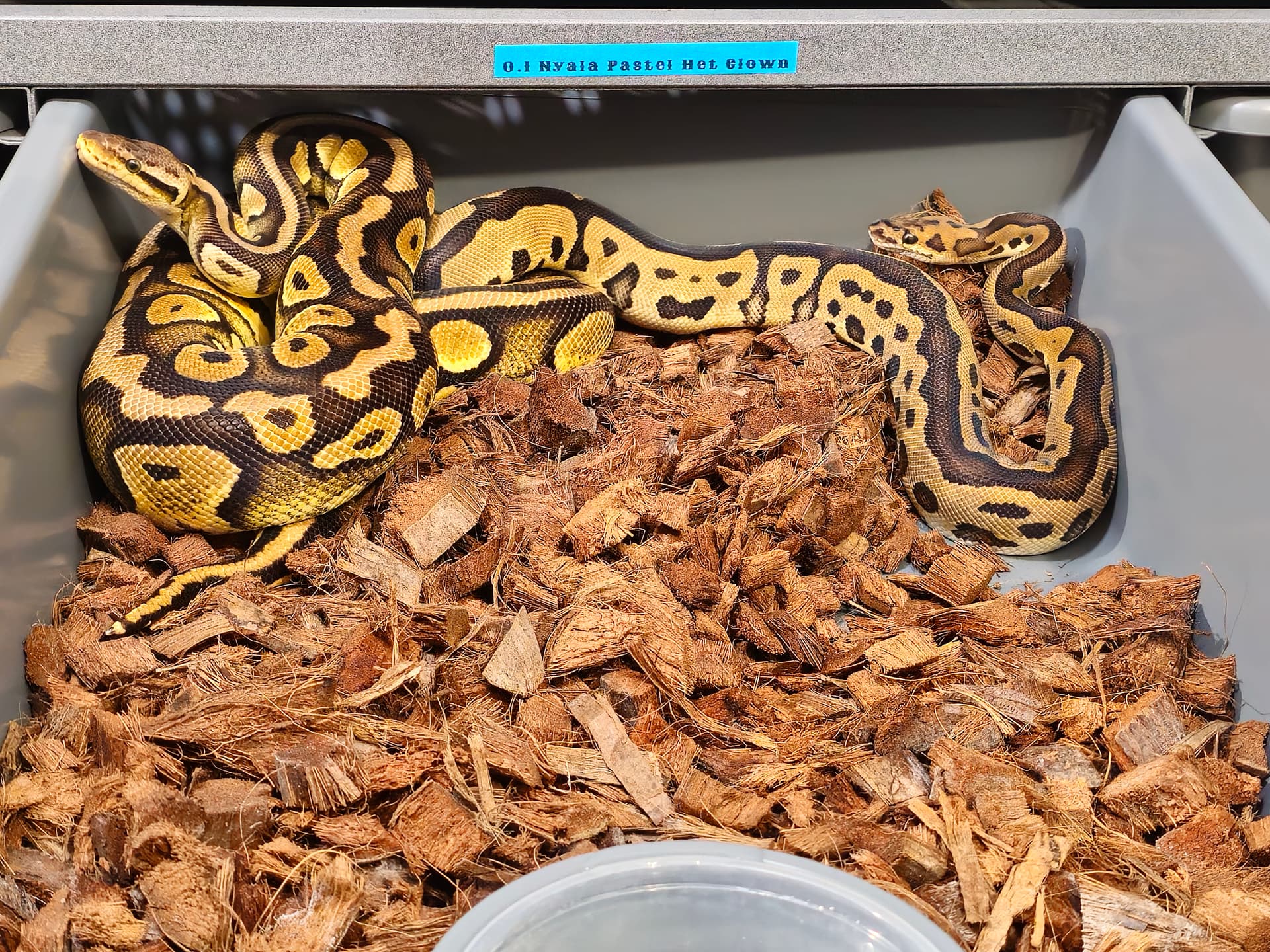 First nyala clutch! - Ball Pythons - MorphMarket Reptile Community