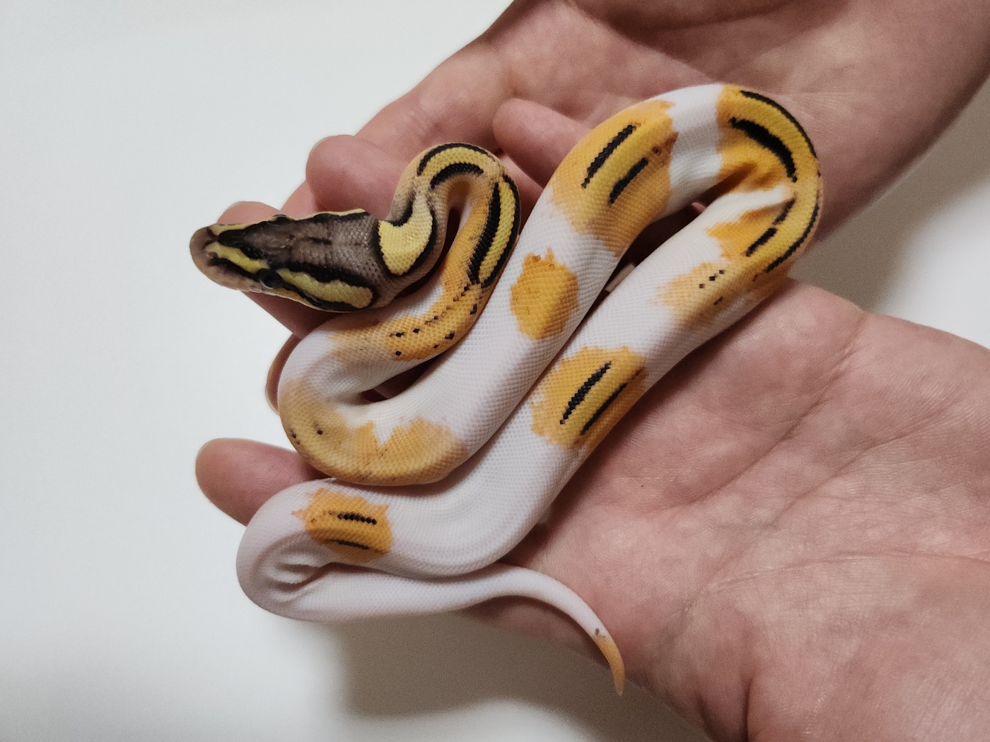 Please help ID pied combos - Ball Pythons - MorphMarket Reptile Community
