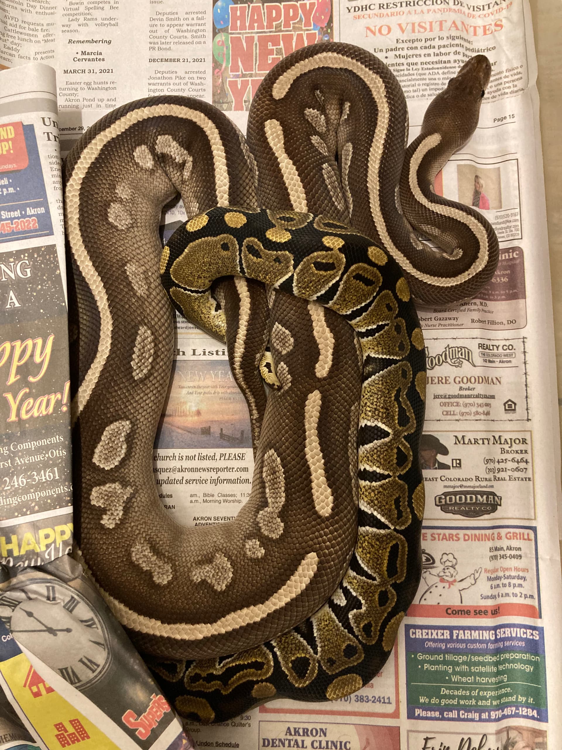 Tri-stripe marker - Ball Pythons - MorphMarket Reptile Community