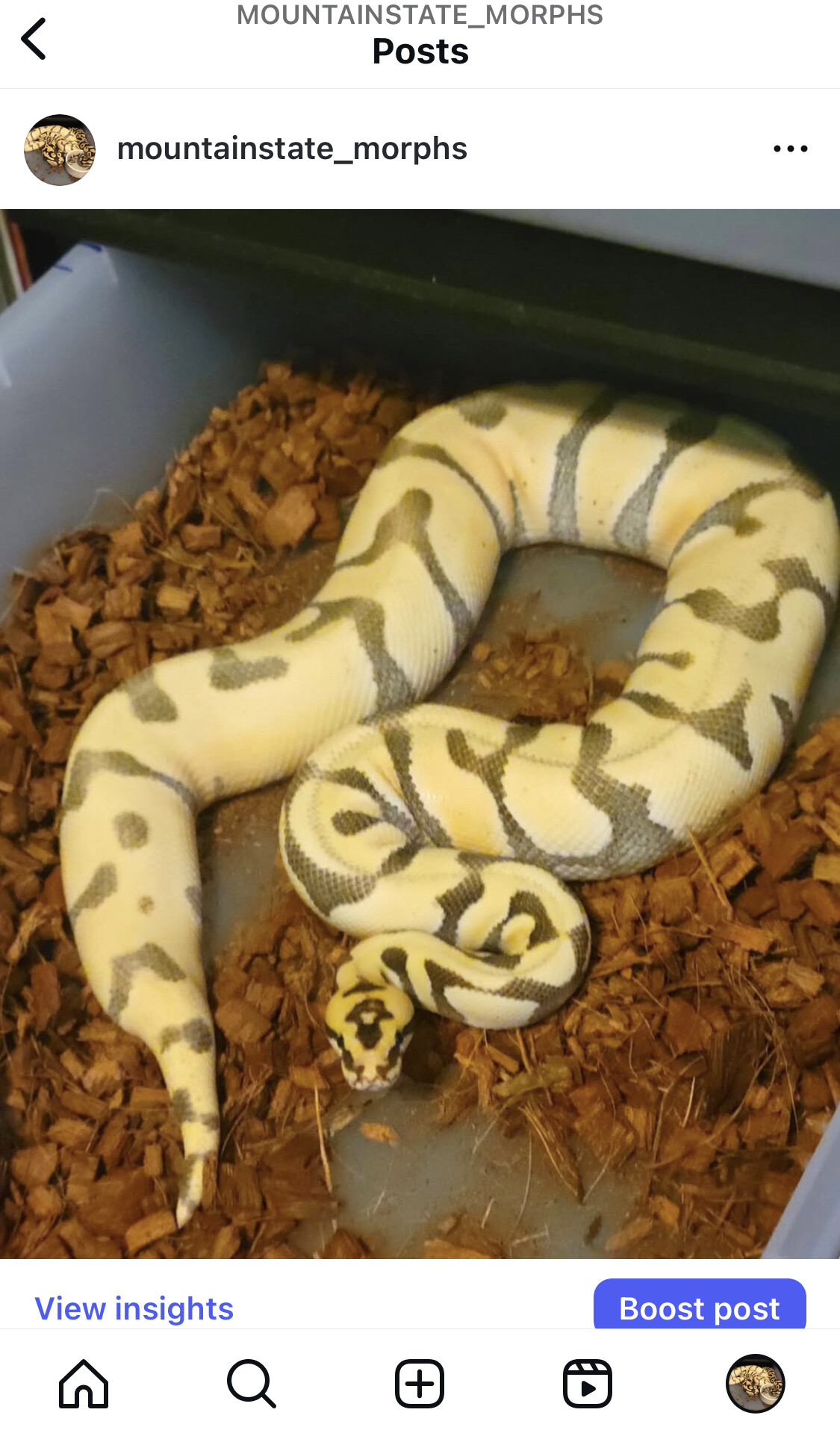 Help identifying 1st clutch - Ball Pythons - MorphMarket Reptile Community
