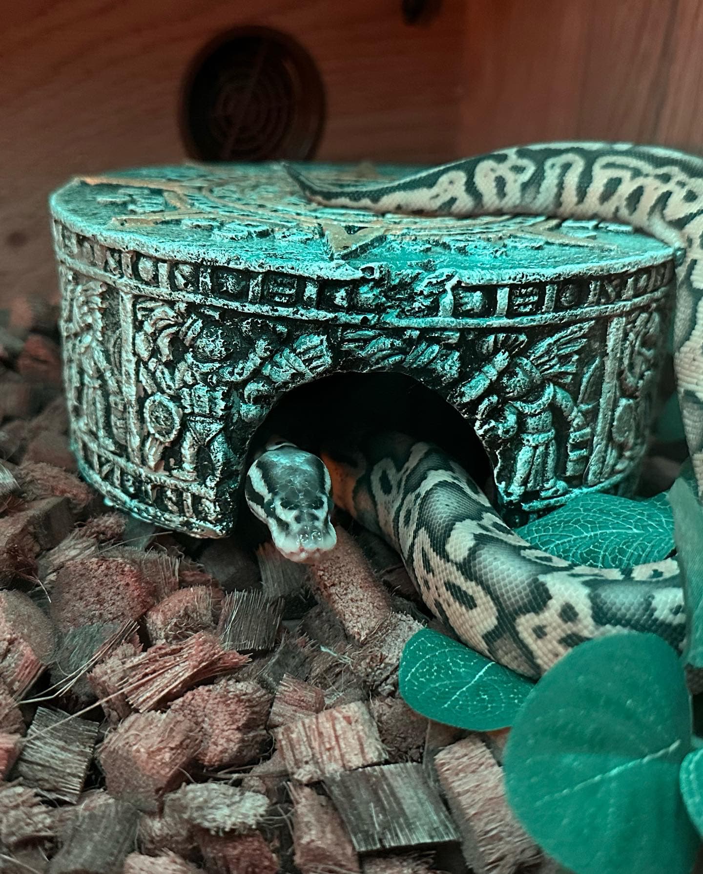 Yay she’s home 🥰 - Ball Pythons - MorphMarket Reptile Community