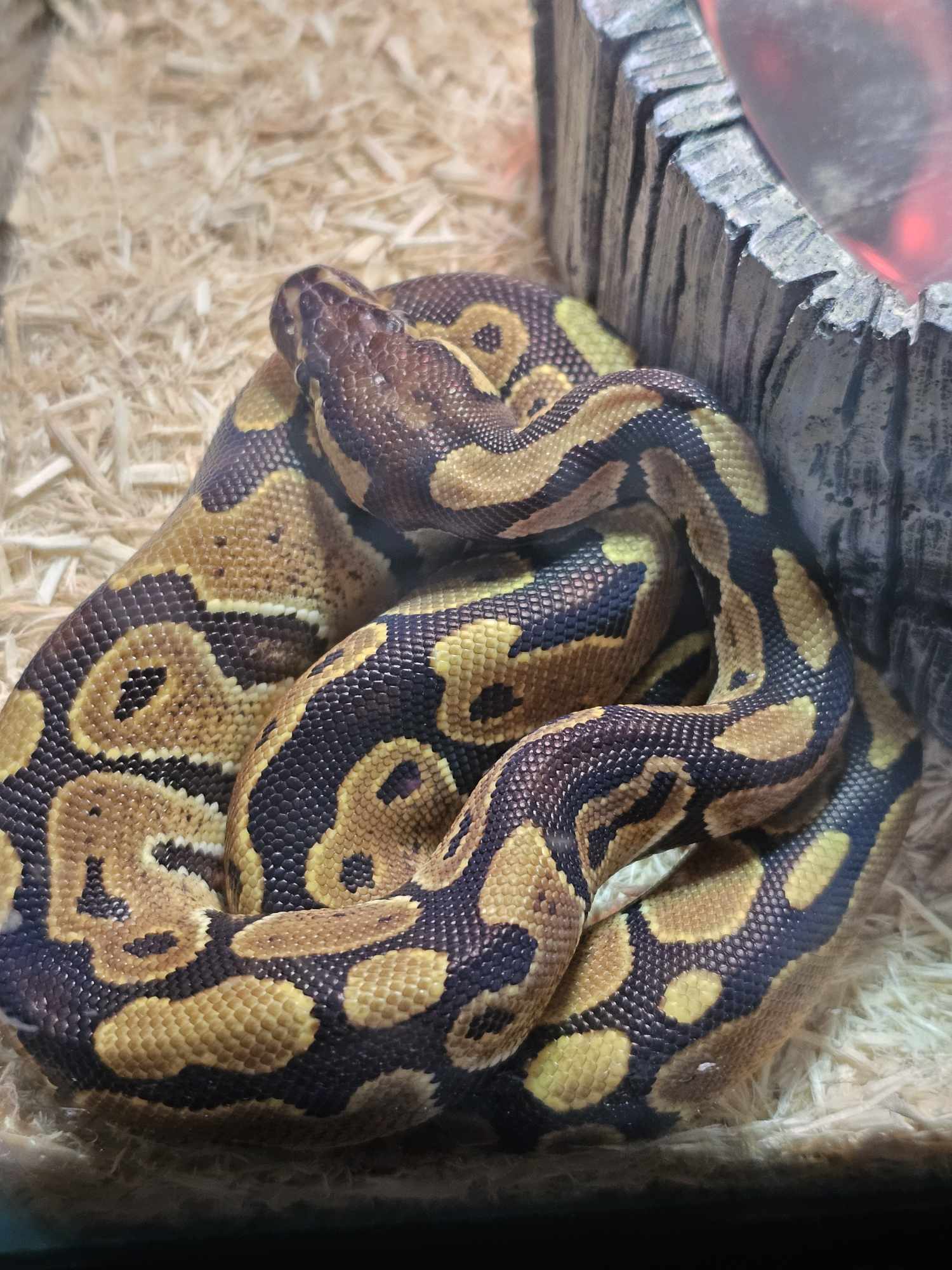 Breeding Inquiry - Ball Pythons - MorphMarket Reptile Community