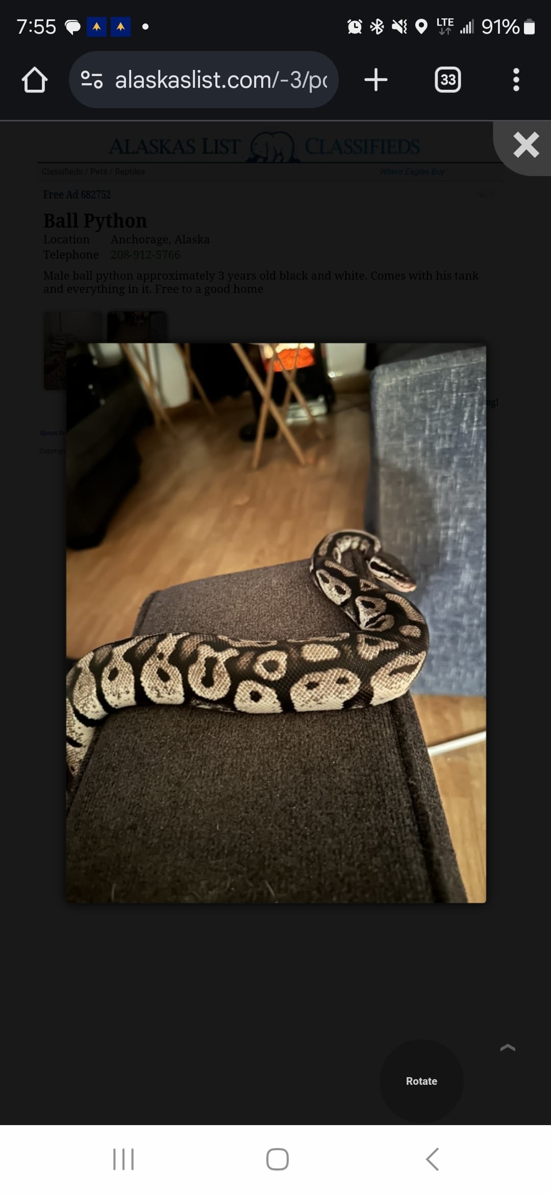 Is anyone working with high melanistic tsk axanthic line ball pythons ...