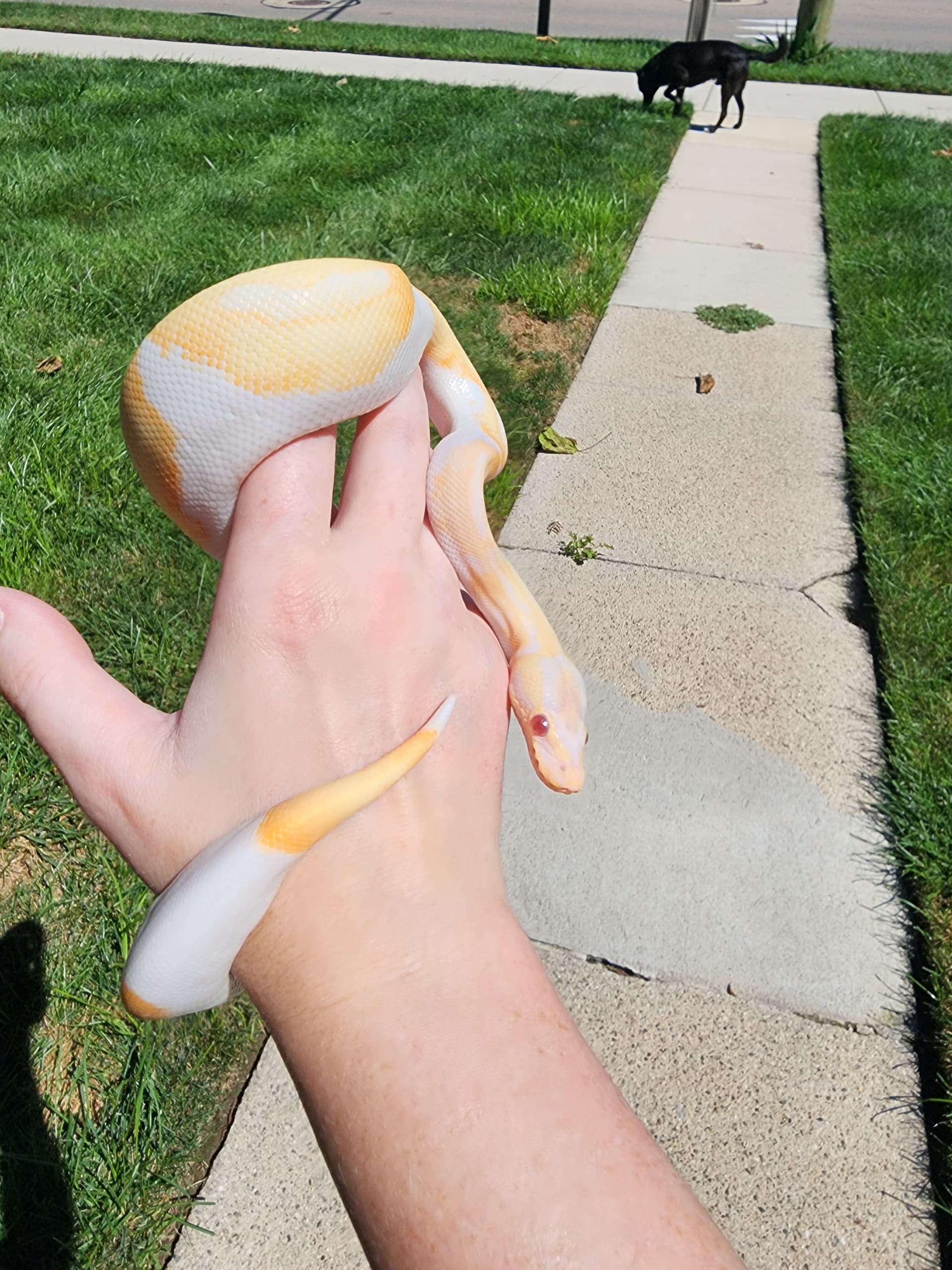 Albino pied turned all white in three sheds - Ball Pythons ...