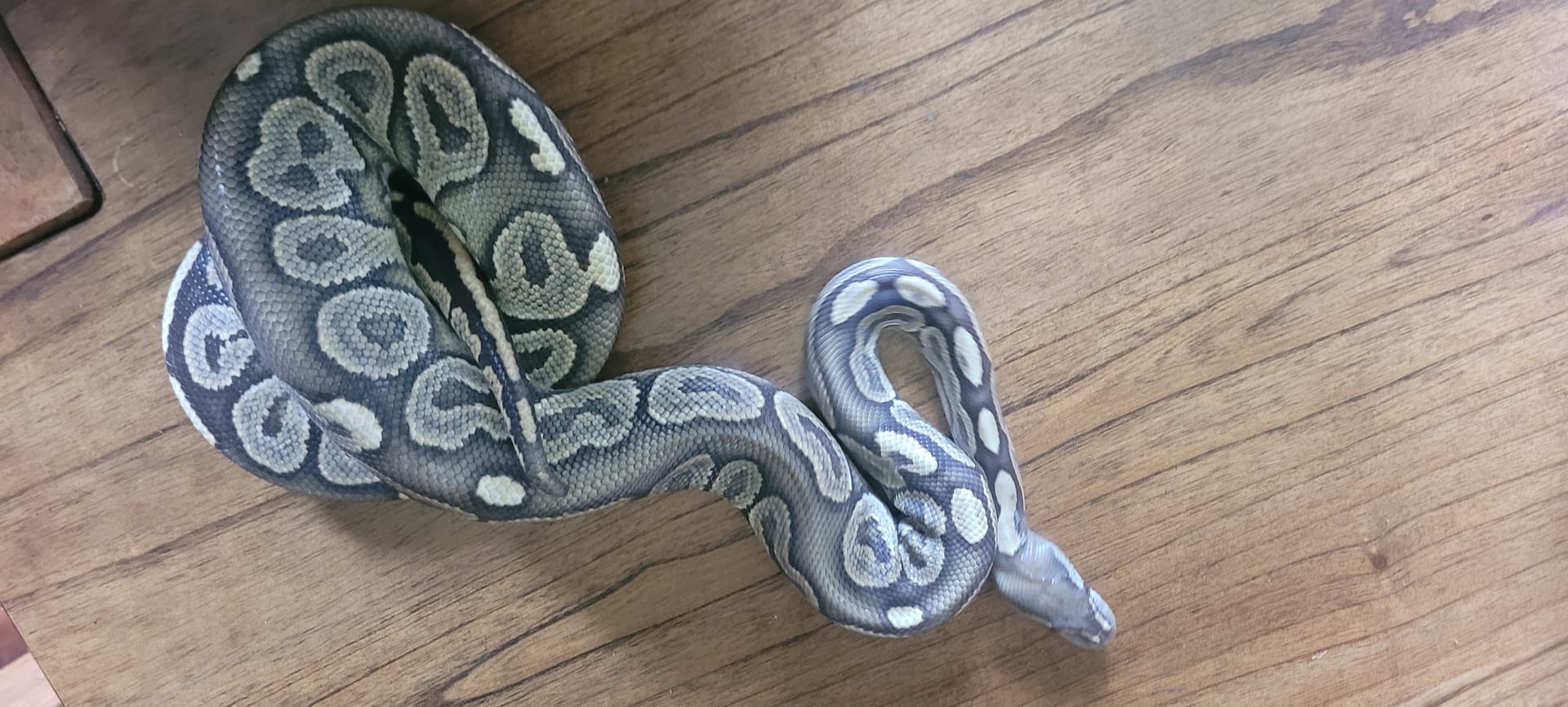 Need help identifying my 2 yearold ball python - Ball Pythons ...