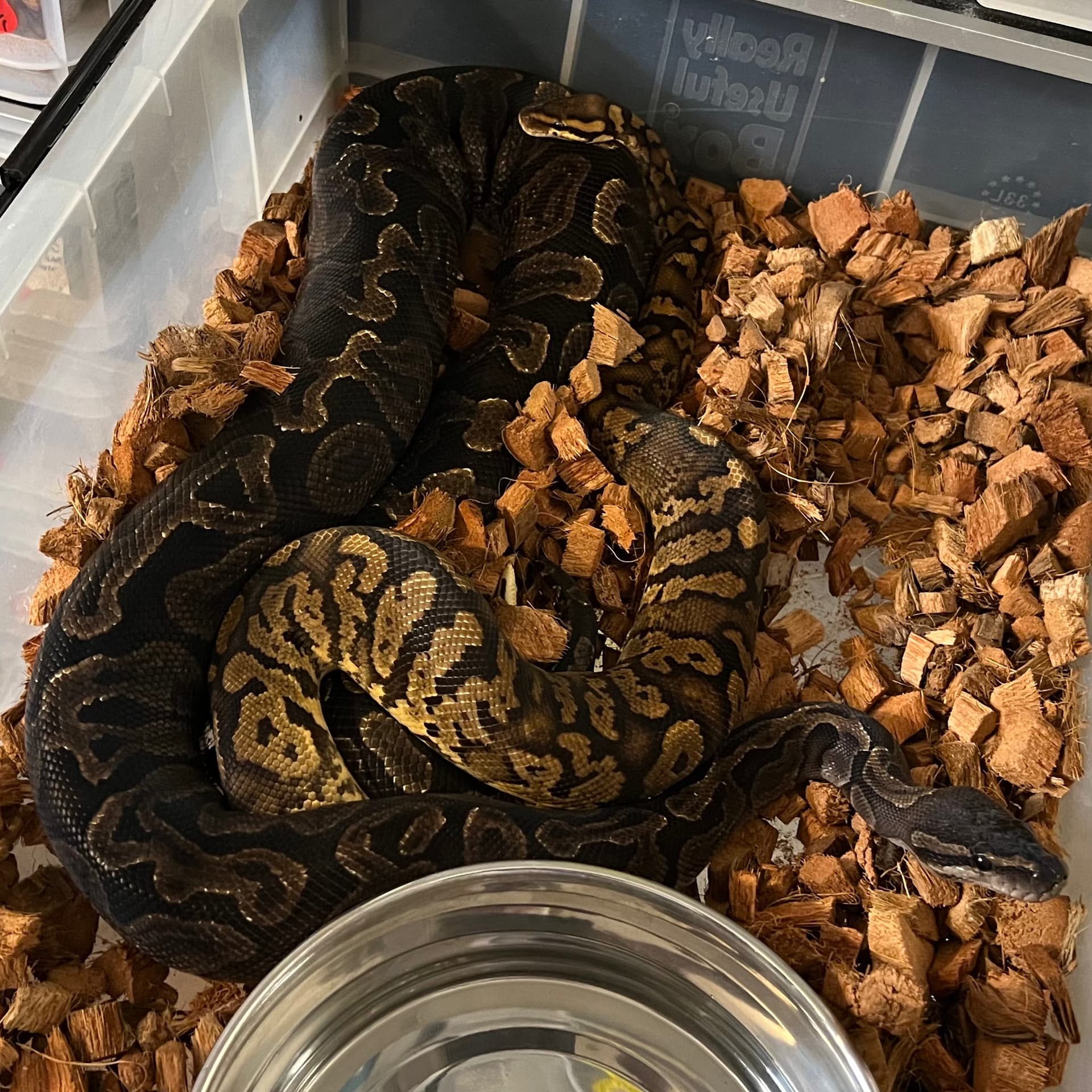 TORNADO x GHI Het GHOST - Ball Pythons - MorphMarket Reptile Community