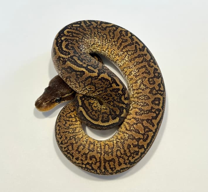 Monsoon - Ball Python Traits - Morphpedia