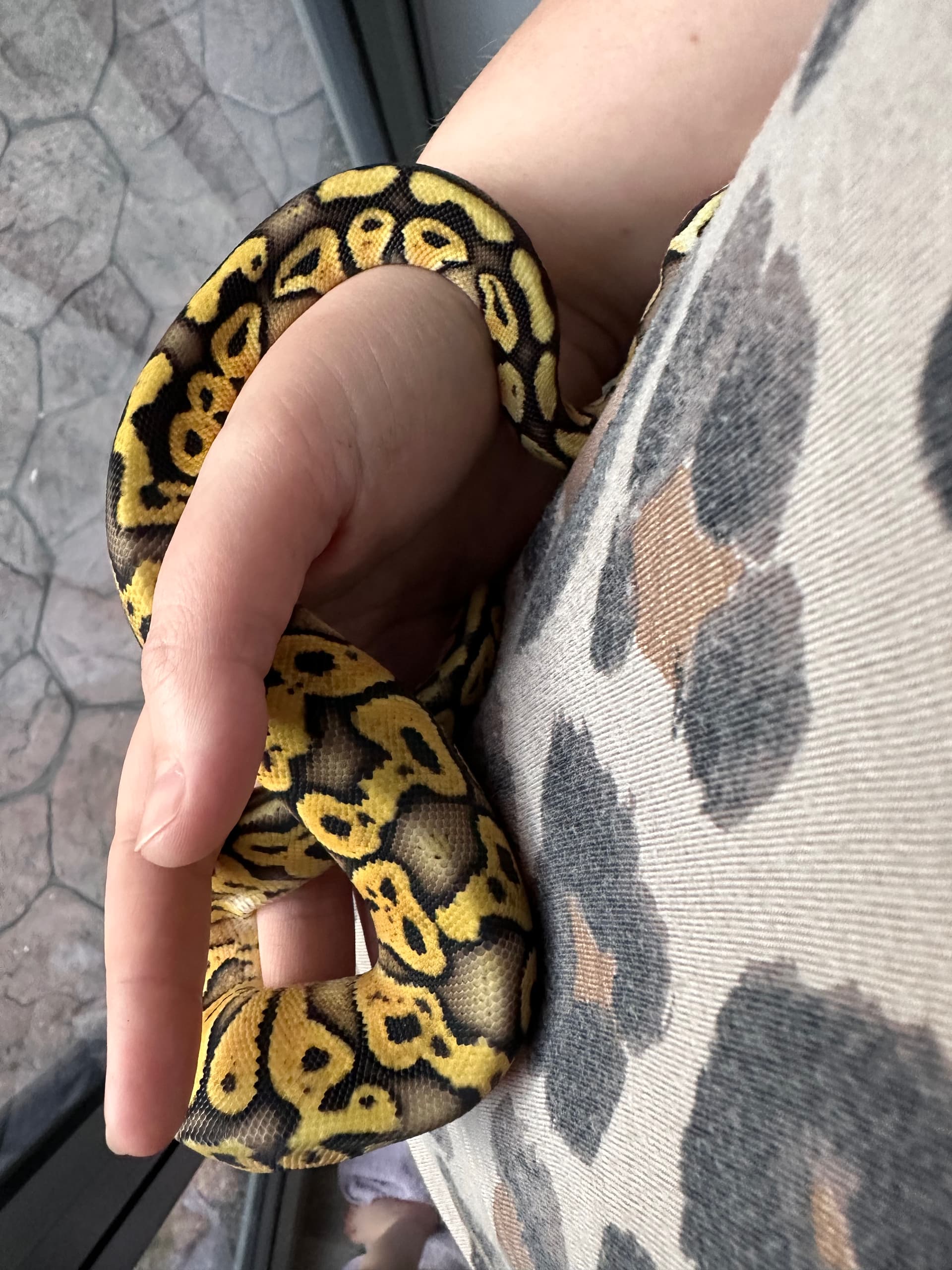 Yay she’s home 🥰 - Ball Pythons - MorphMarket Reptile Community
