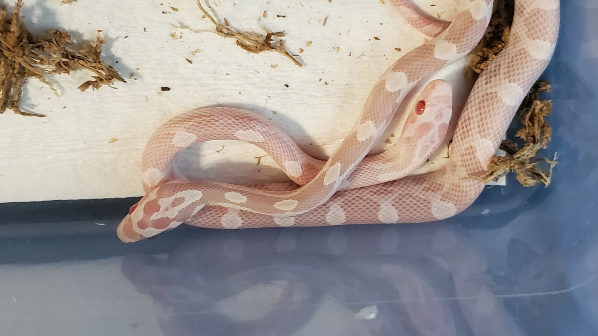 2025 Haus full of Noodles - Page 9 - Corn Snakes - MorphMarket Reptile ...