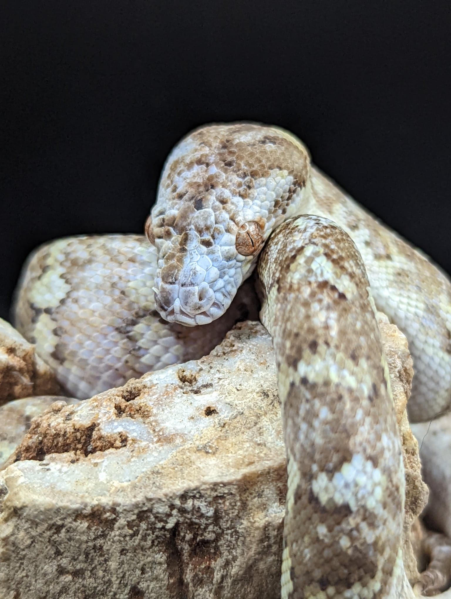 Paradox - Carpet Python Traits - Morphpedia