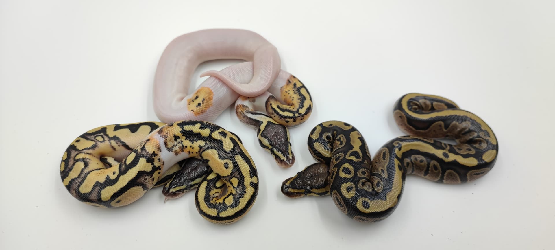 Show off your Ball Pythons - #1156 by foxreptile - Ball Pythons ...