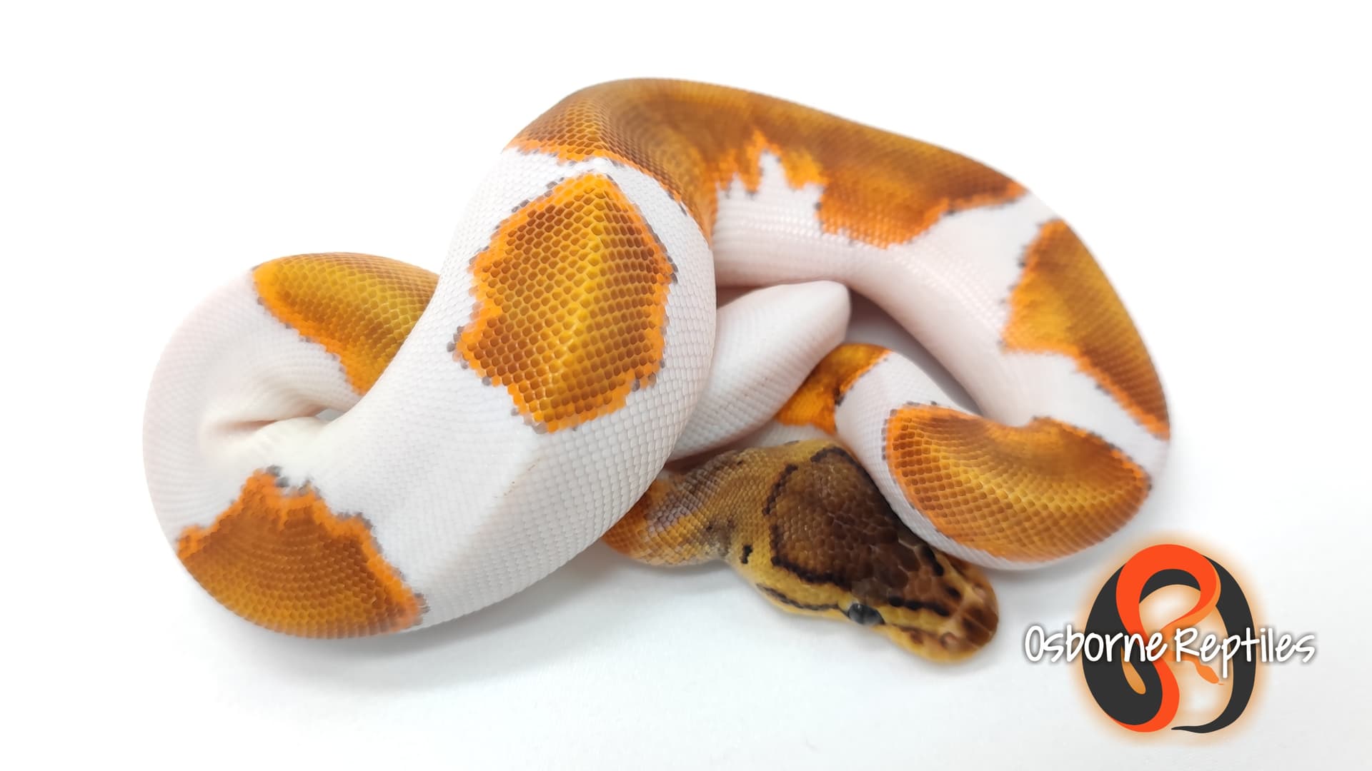 Show off your Ball Pythons - #1156 by foxreptile - Ball Pythons ...