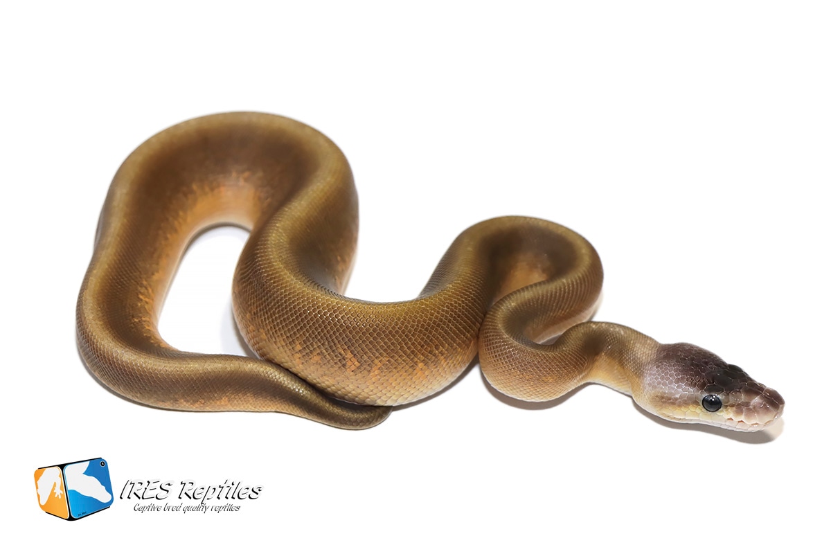 Moray - Ball Python Traits - Morphpedia