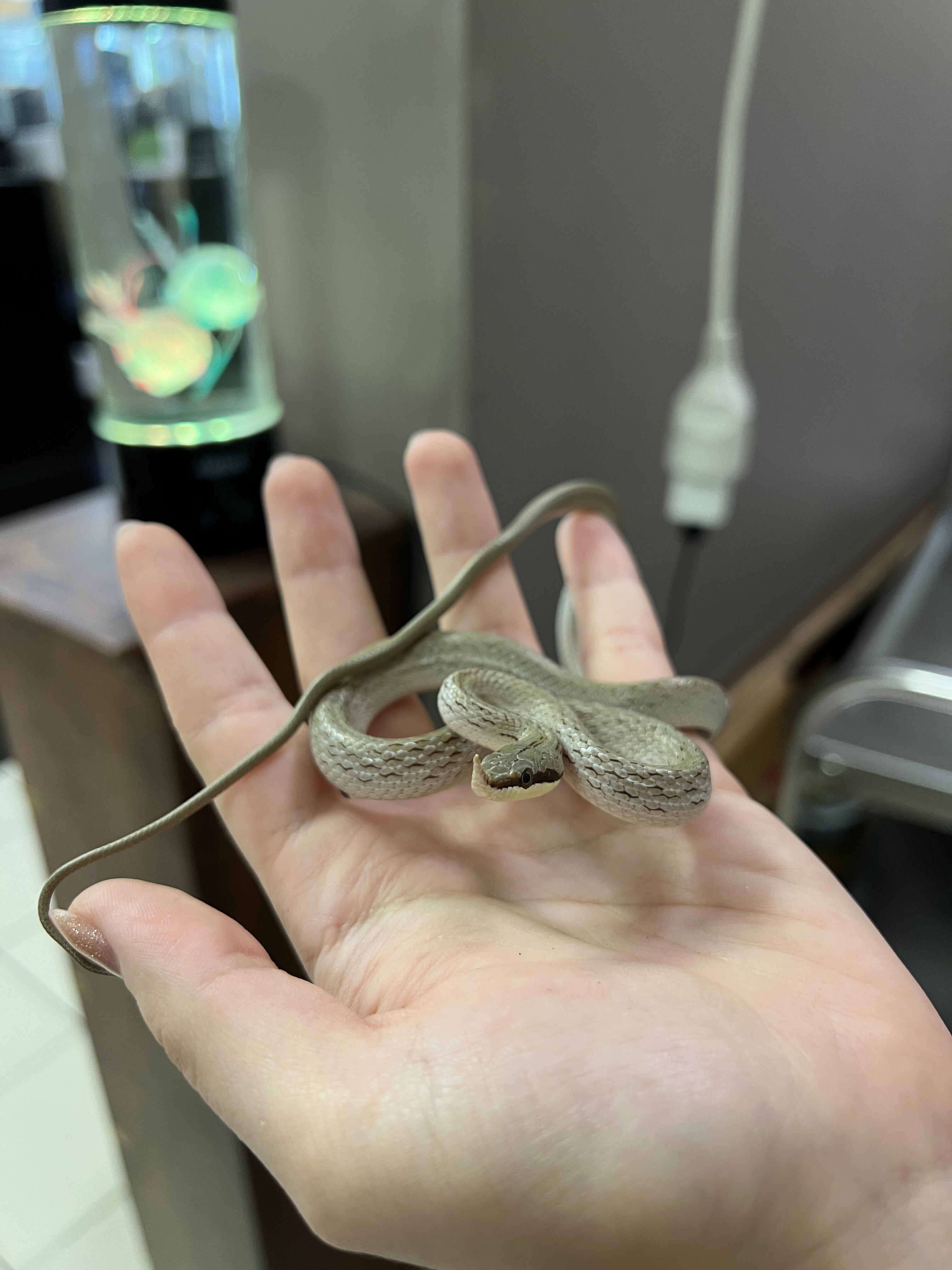 Recommendations for 2nd reptile? - Page 2 - All Reptiles - MorphMarket ...