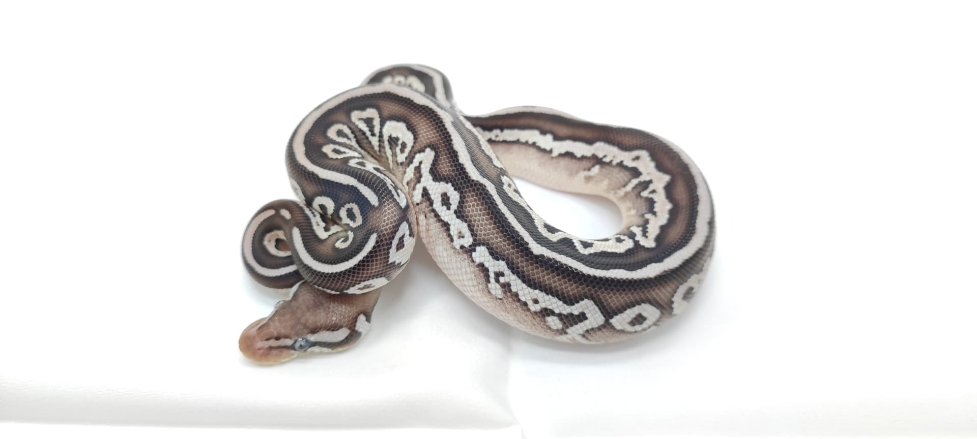 Show off your Ball Pythons - #1156 by foxreptile - Ball Pythons ...