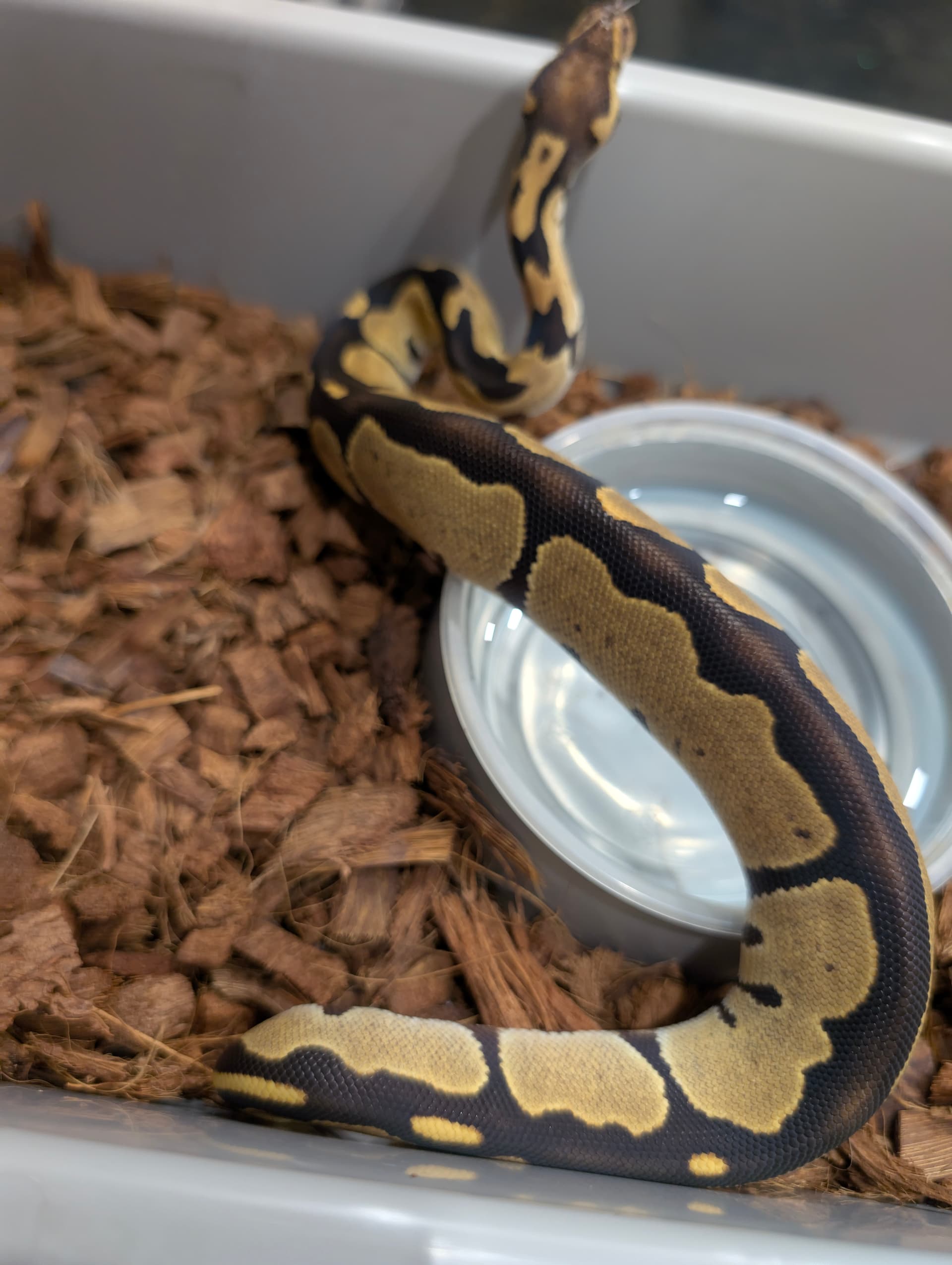 My hatchling - Ball Pythons - MorphMarket Reptile Community