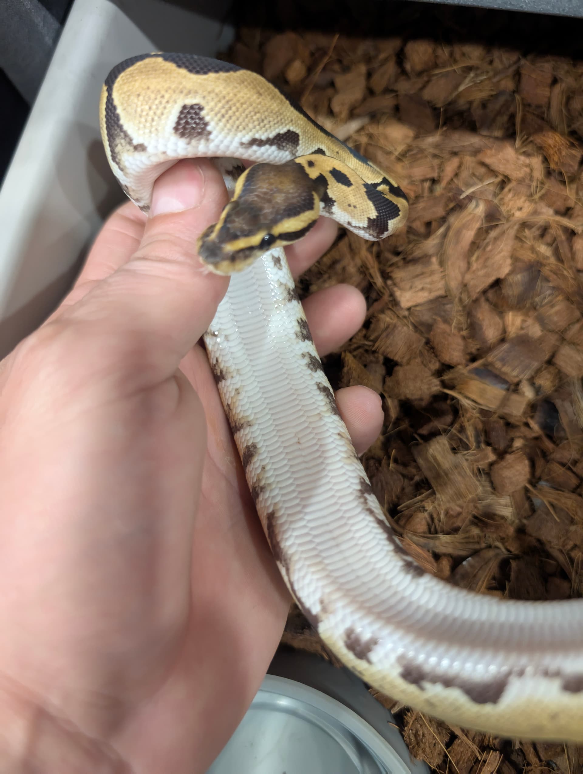 My hatchling - Ball Pythons - MorphMarket Reptile Community