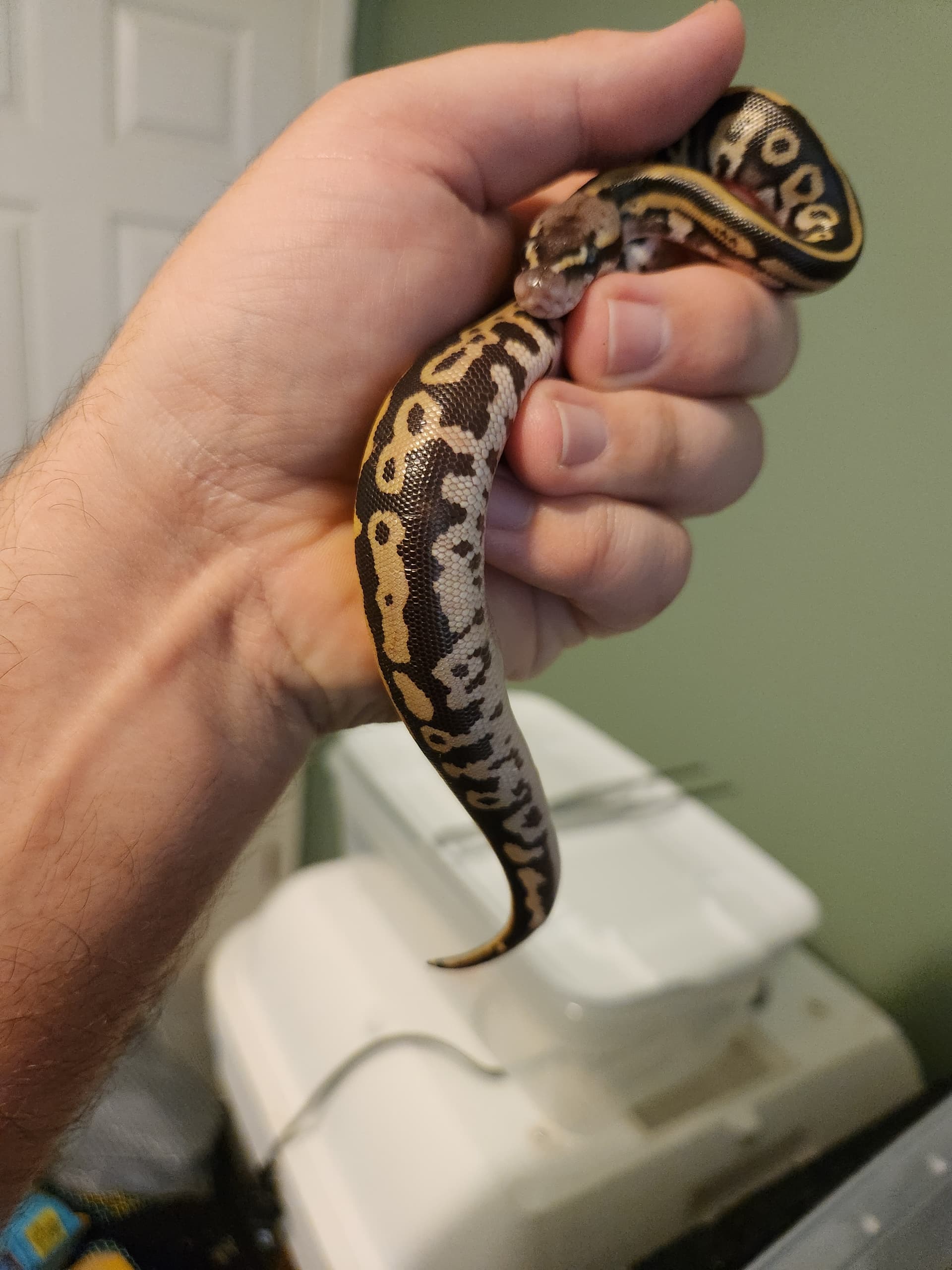 Help identifying hatchlings - Ball Pythons - MorphMarket Reptile Community