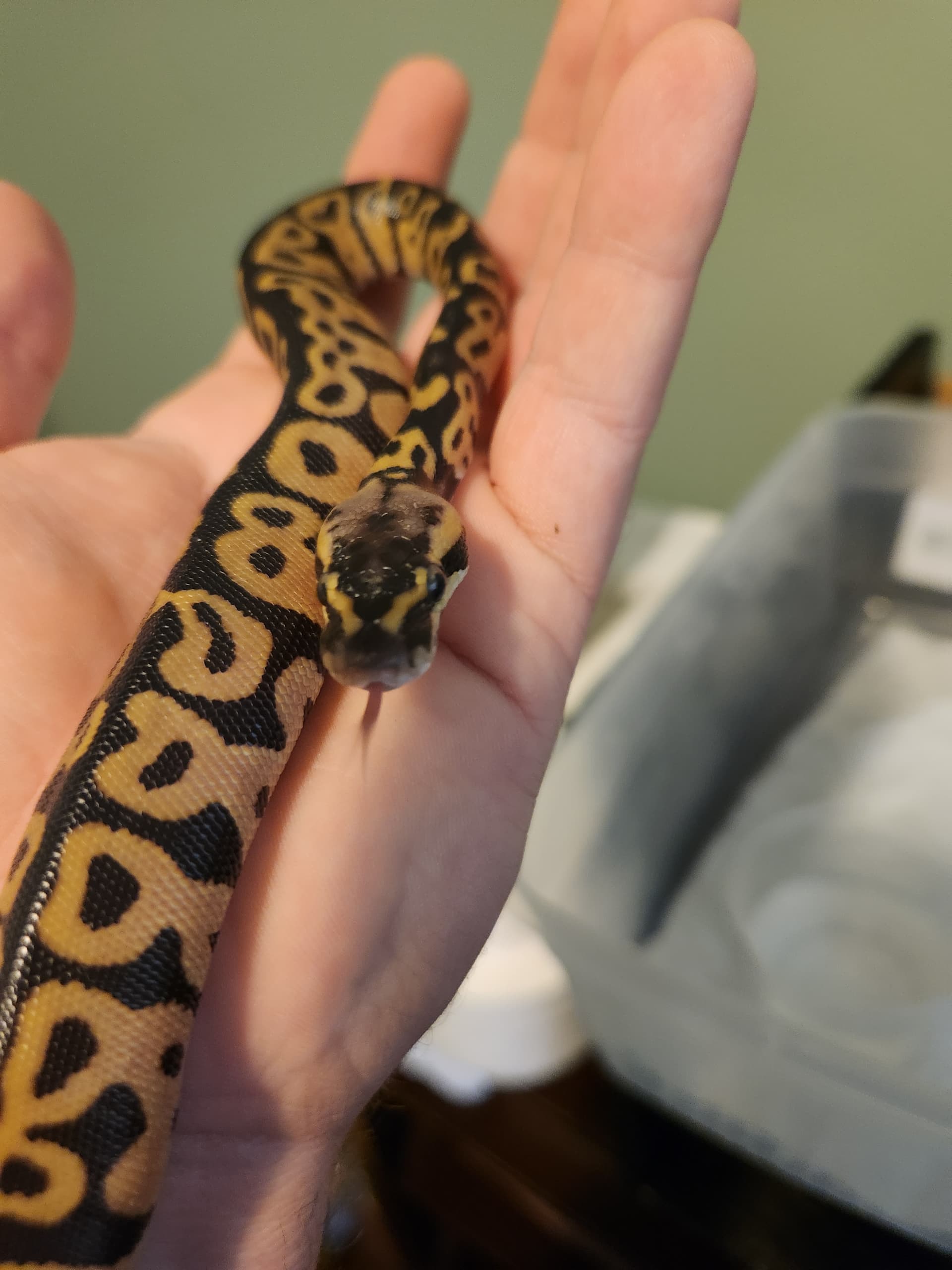 Help identifying hatchlings - Ball Pythons - MorphMarket Reptile Community