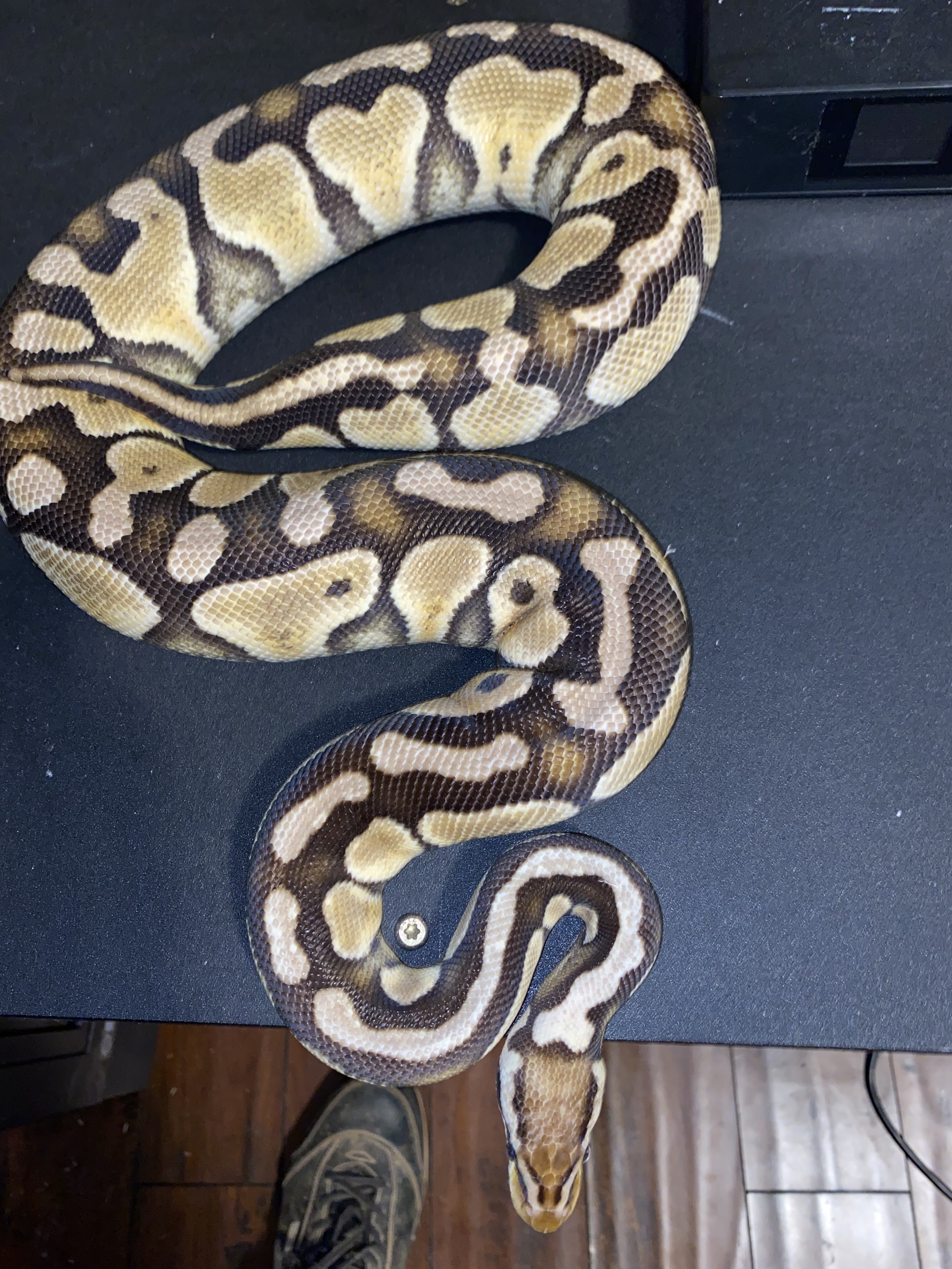 Any ideas on this girl? - Ball Pythons - MorphMarket Reptile Community