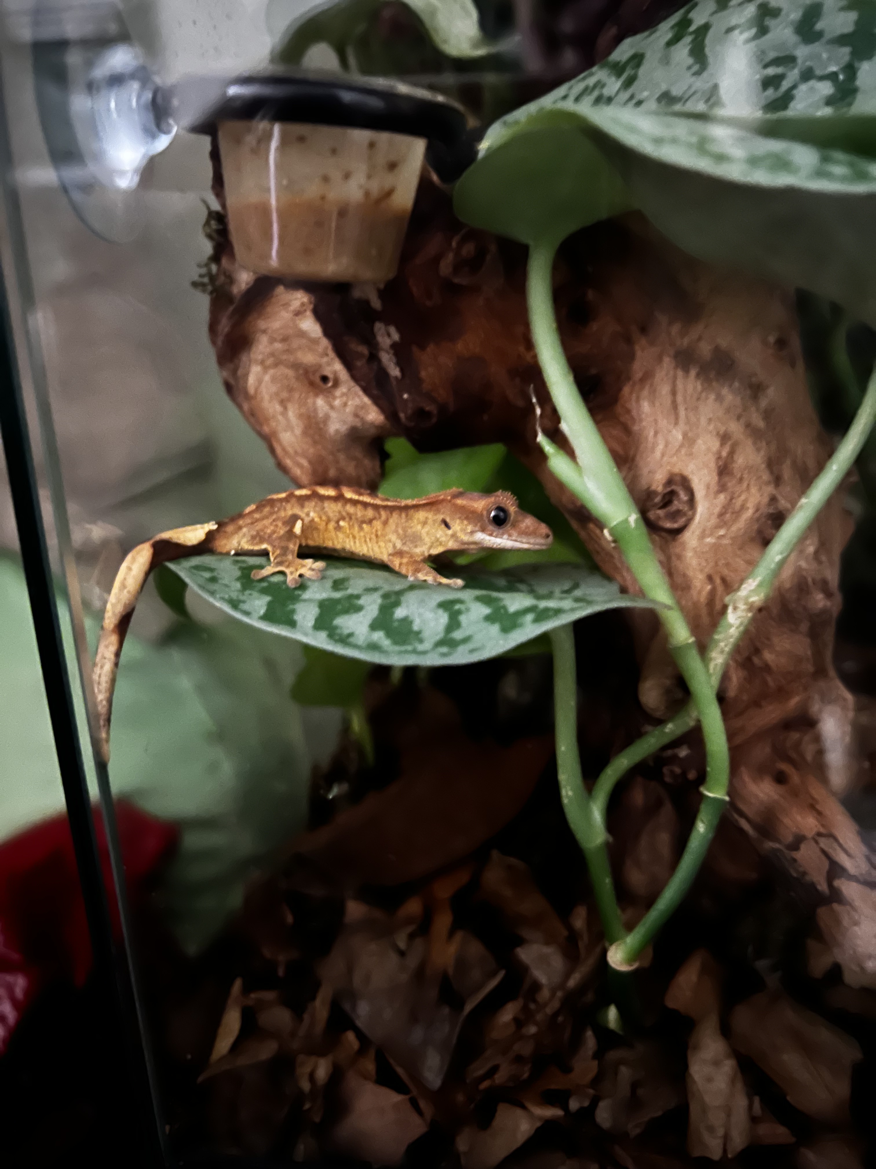 I need help identifying her morph - Crested Geckos - MorphMarket ...