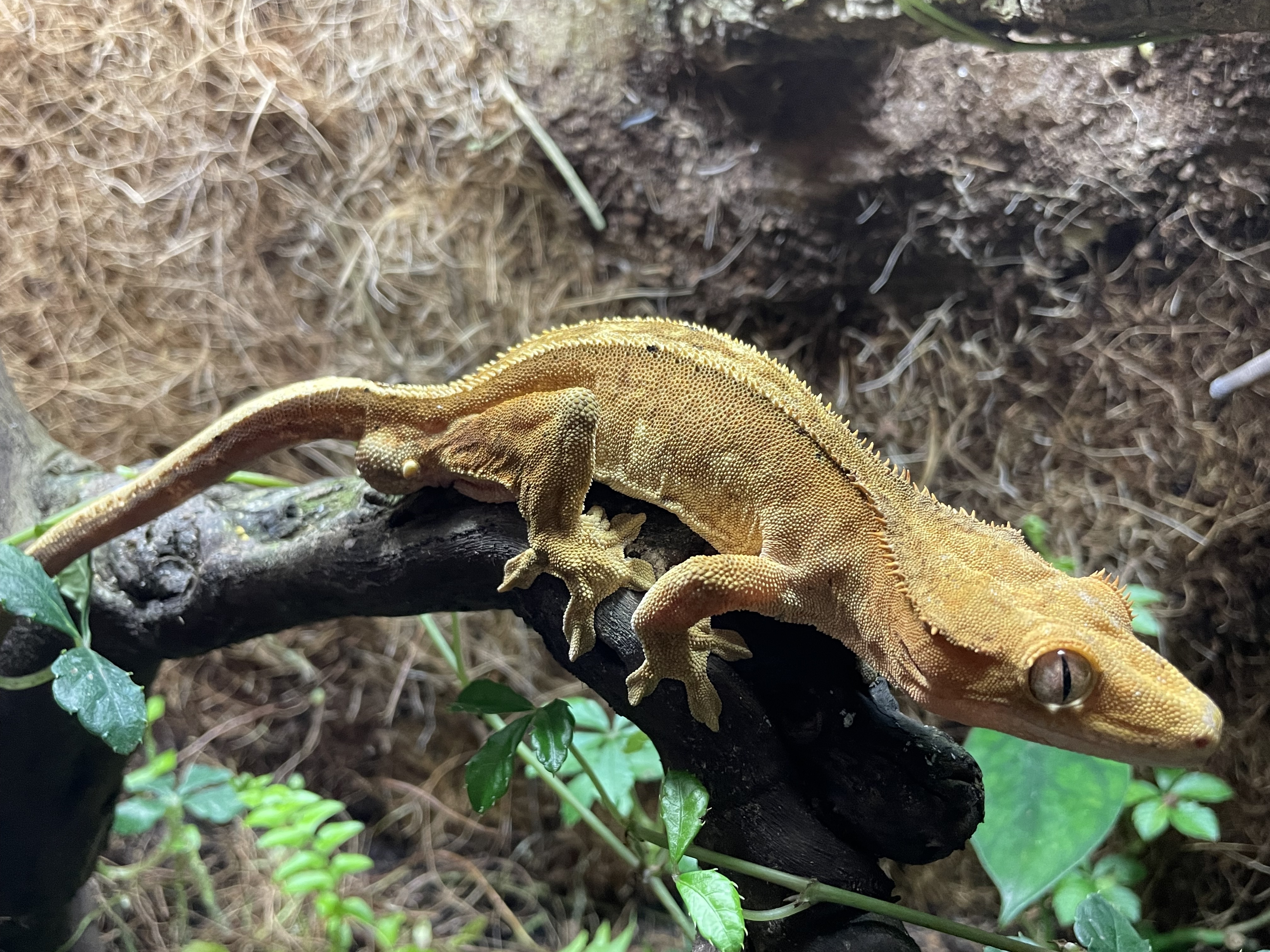 Breeders certificate layout - Crested Geckos - MorphMarket Reptile ...