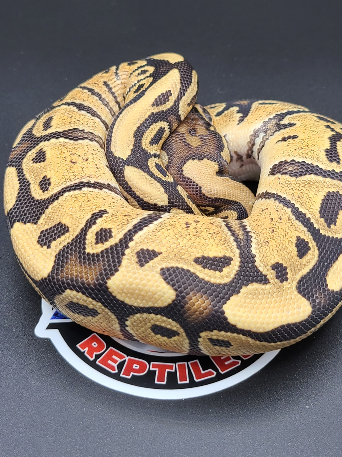 OFY - Ball Python Traits - Morphpedia
