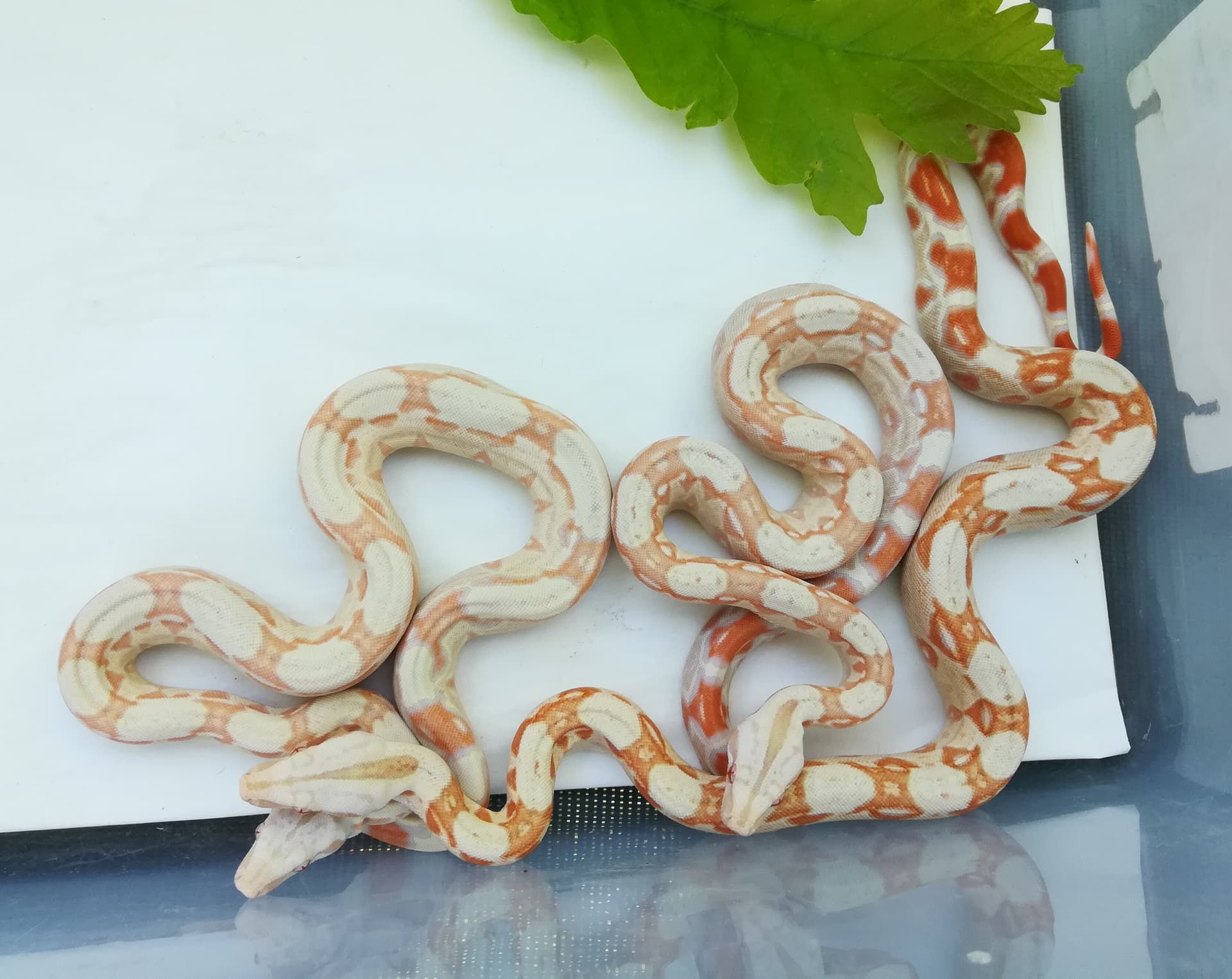 Albino or sunglow difference? - Boa Constrictors - MorphMarket Reptile ...