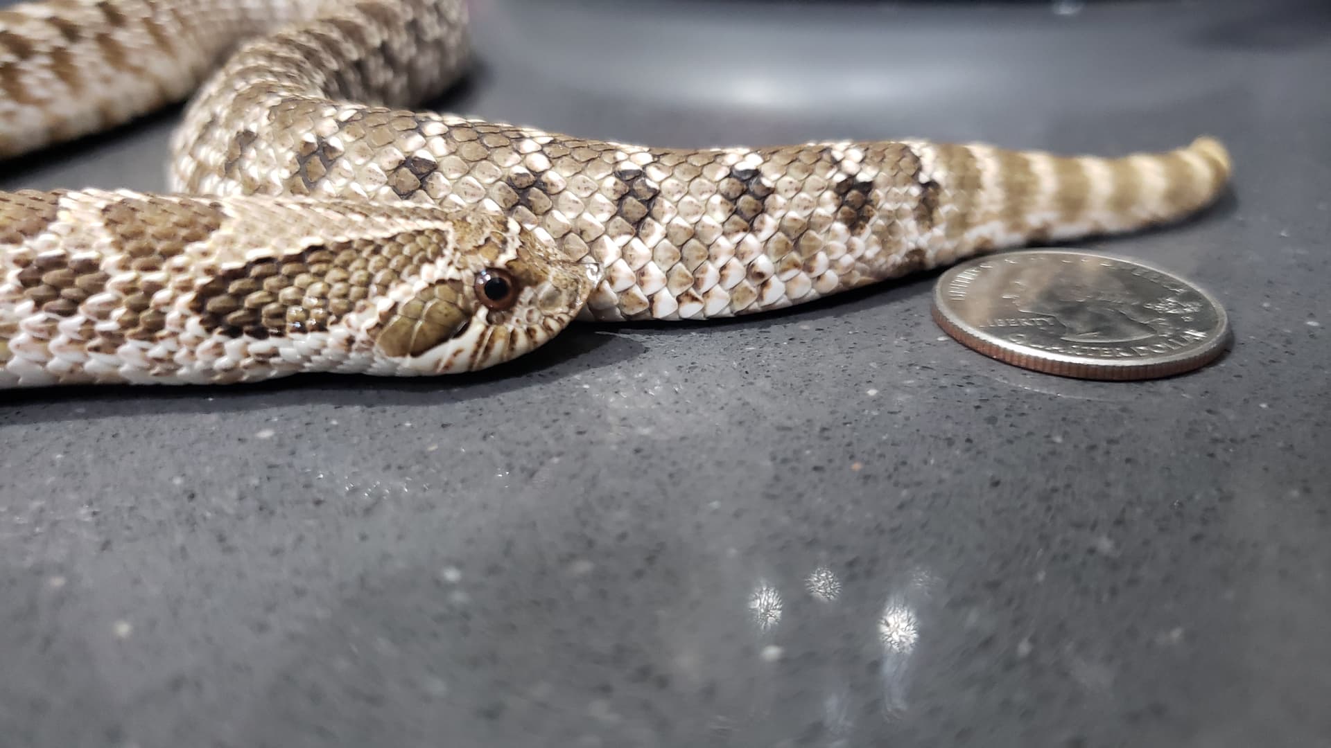 Female Hognose Breeding Questions! - Hognose Snakes - MorphMarket ...