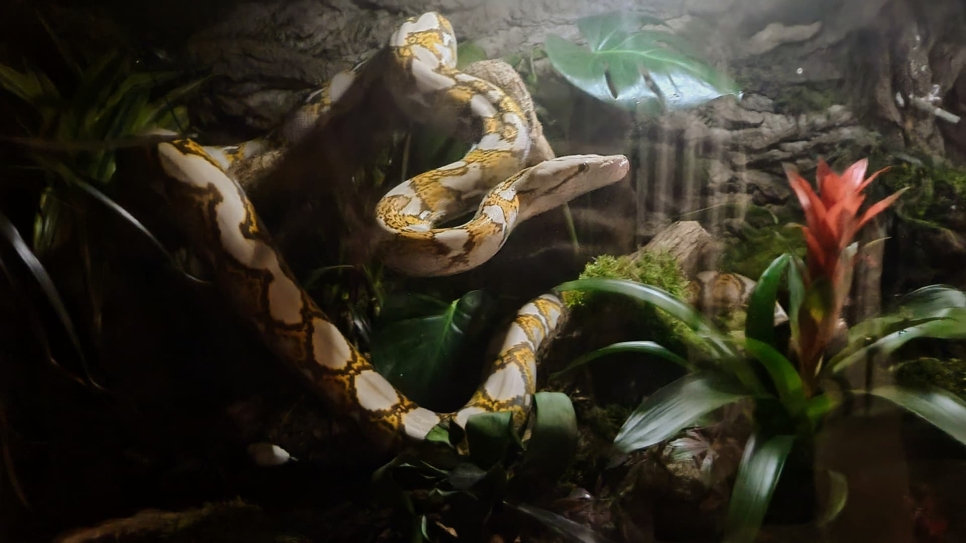 My gorgeous mochino boy love him - Reticulated Pythons - MorphMarket ...