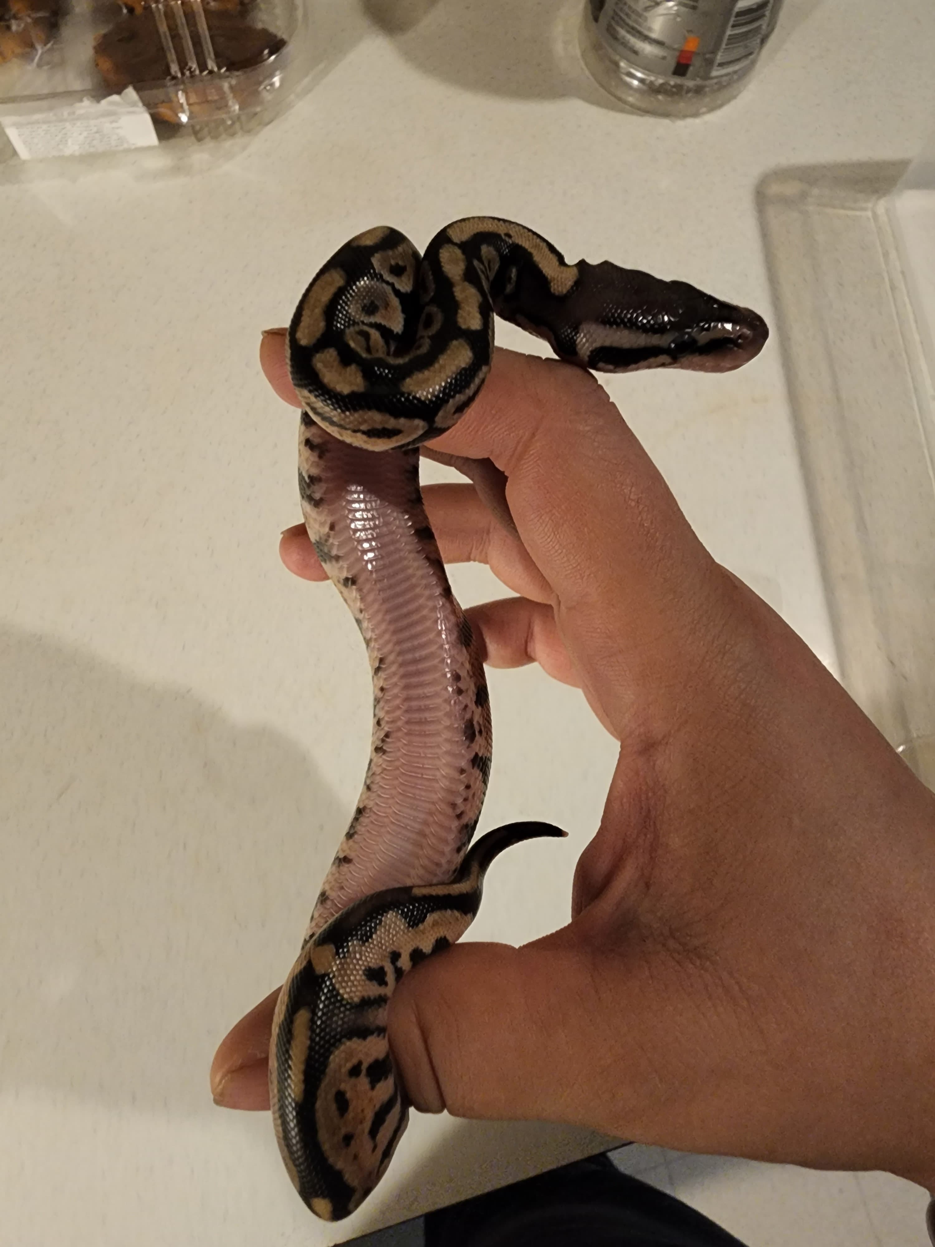 Morph id help on petshop "normal" - Ball Pythons - MorphMarket Reptile ...