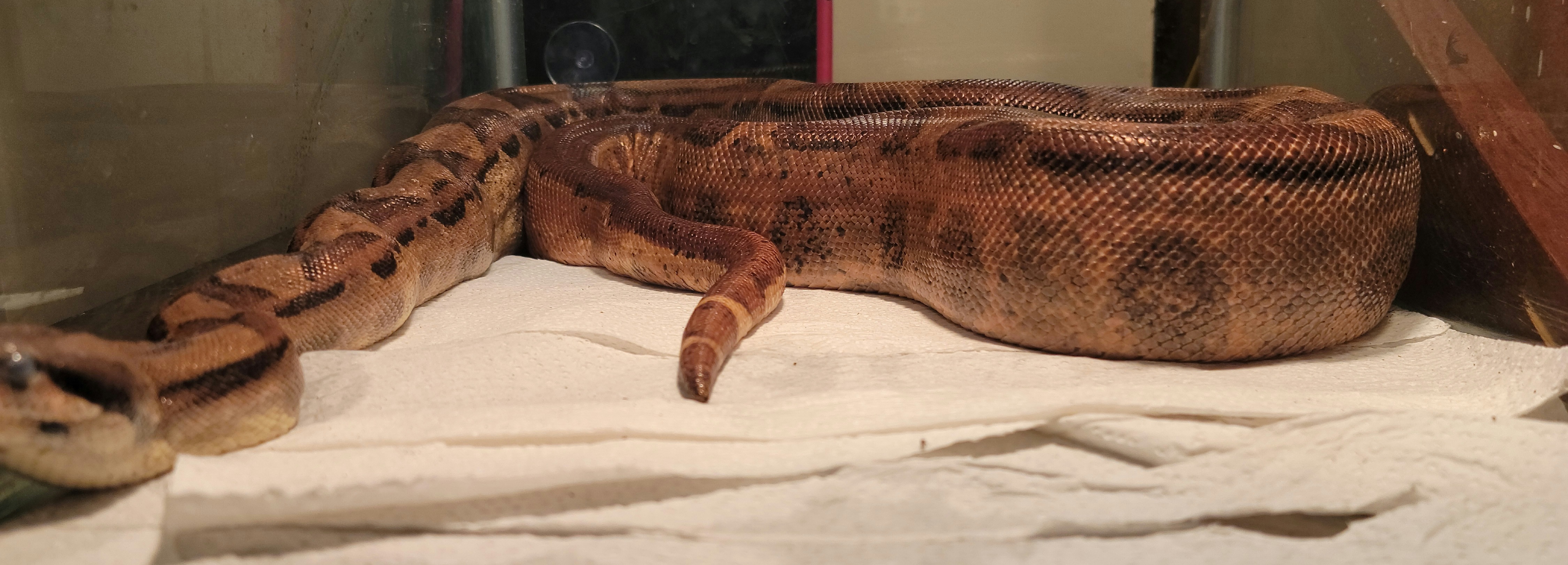 Need help for a friend on their boa - Boa Constrictors - MorphMarket ...