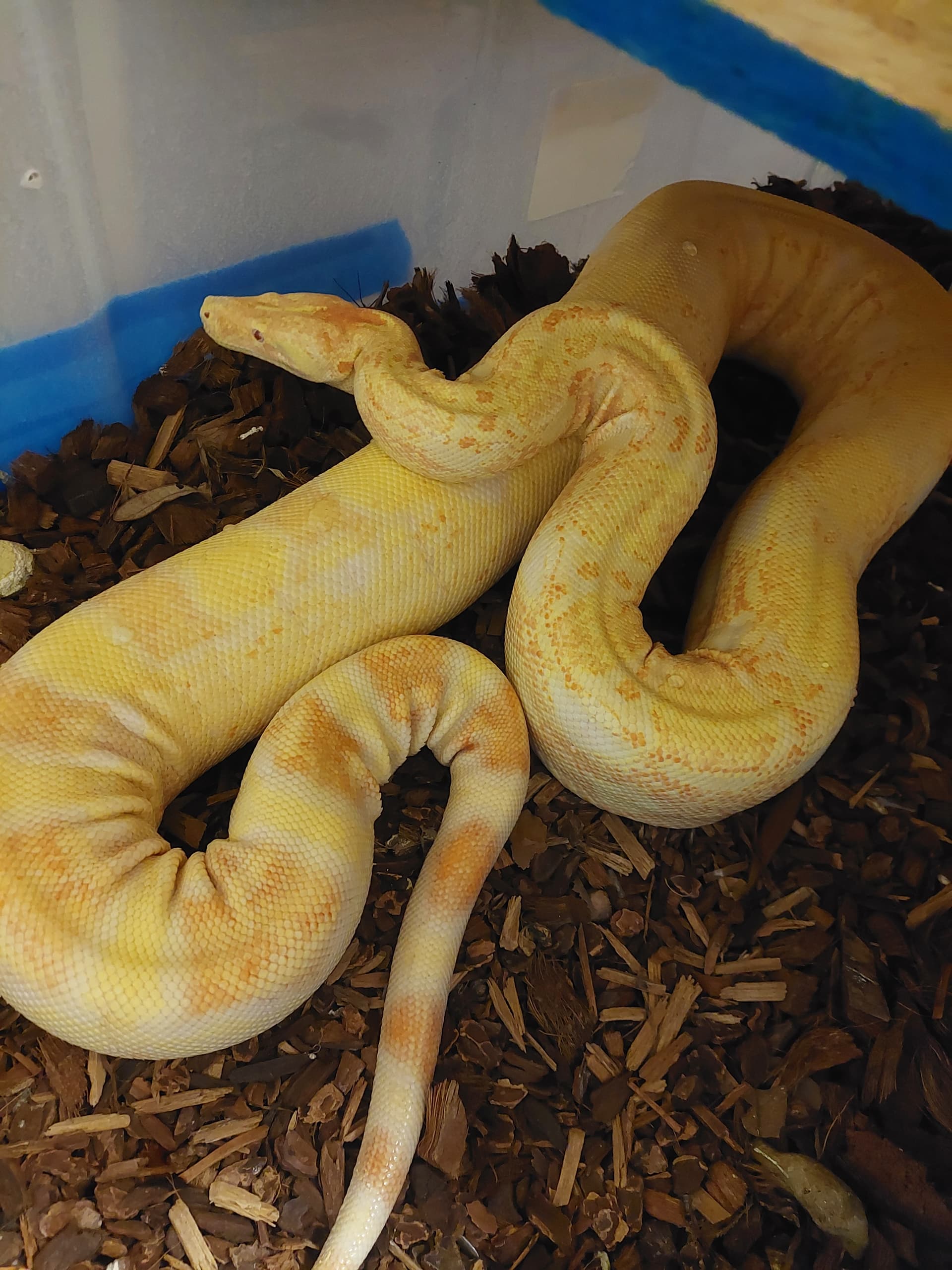Bci breeding tips/schedule advice - Boa Constrictors - MorphMarket ...