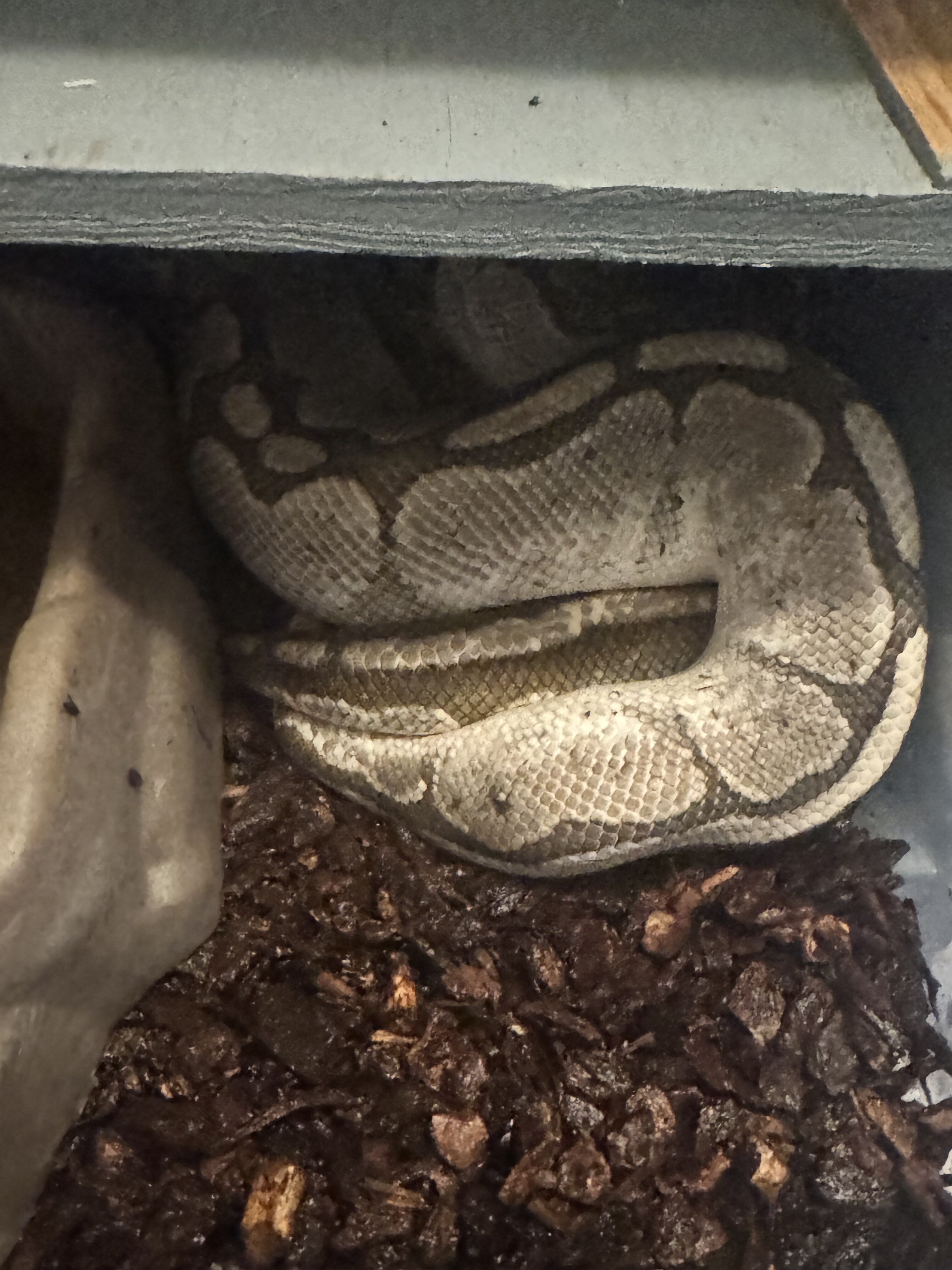 Is this a Confirmed lock? - Ball Pythons - MorphMarket Reptile Community