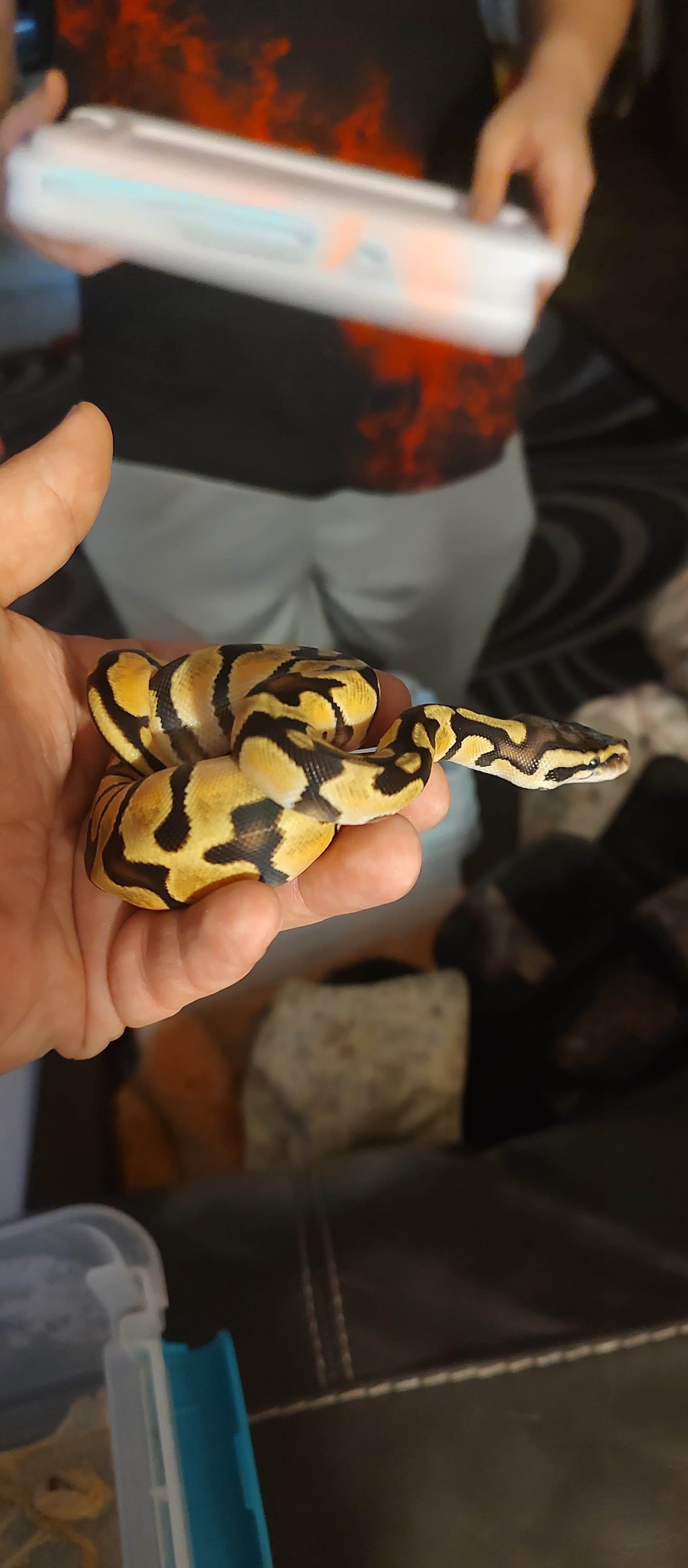 First clutch all after first shed - Ball Pythons - MorphMarket Reptile ...