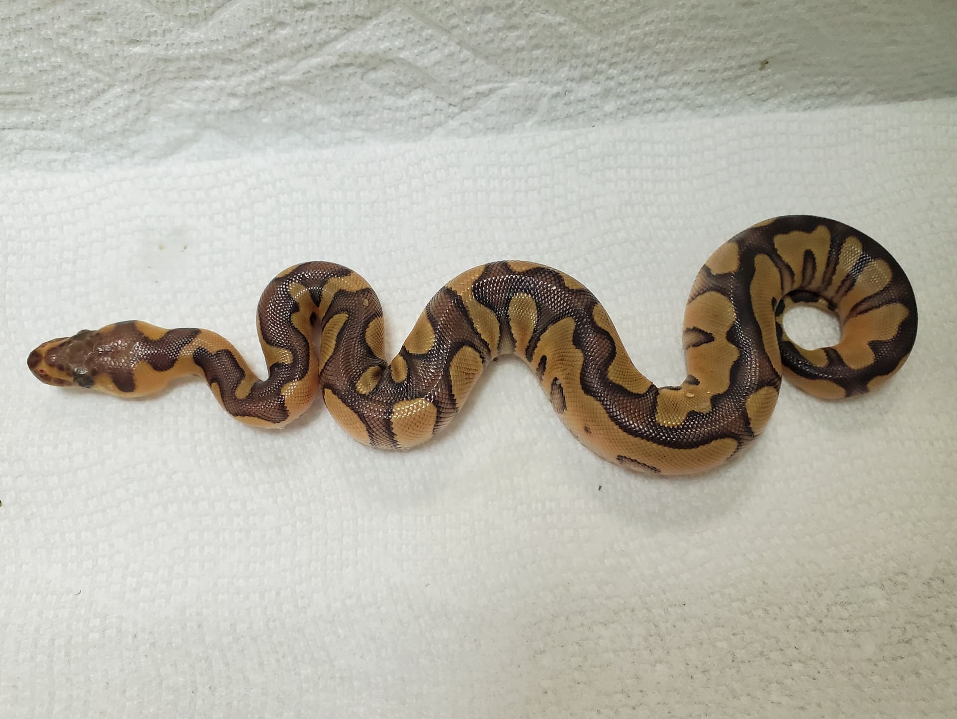 2024 Season Thread - PP - Page 2 - Ball Pythons - MorphMarket Reptile ...