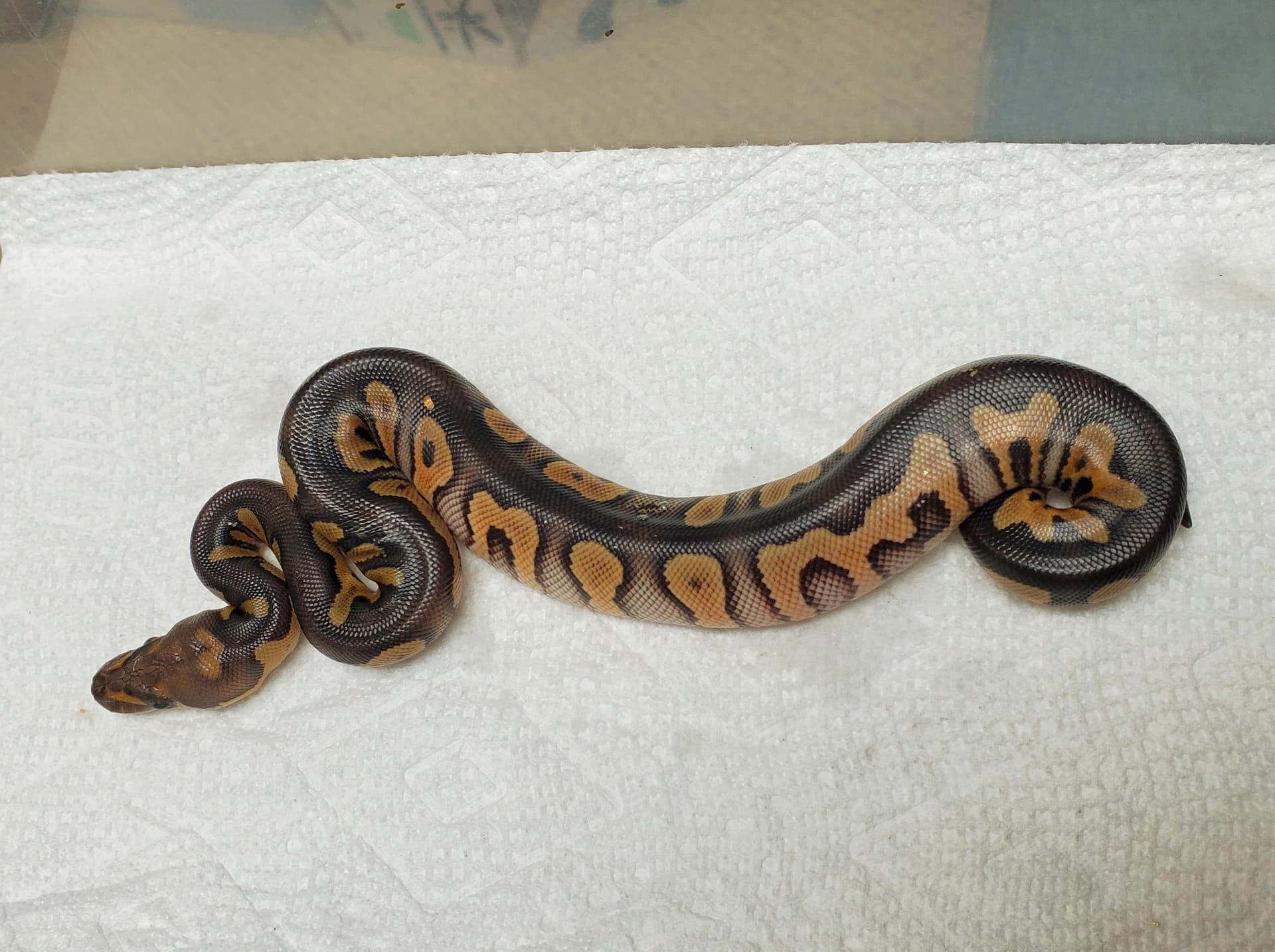 2024 Season Thread - PP - Page 2 - Ball Pythons - MorphMarket Reptile ...