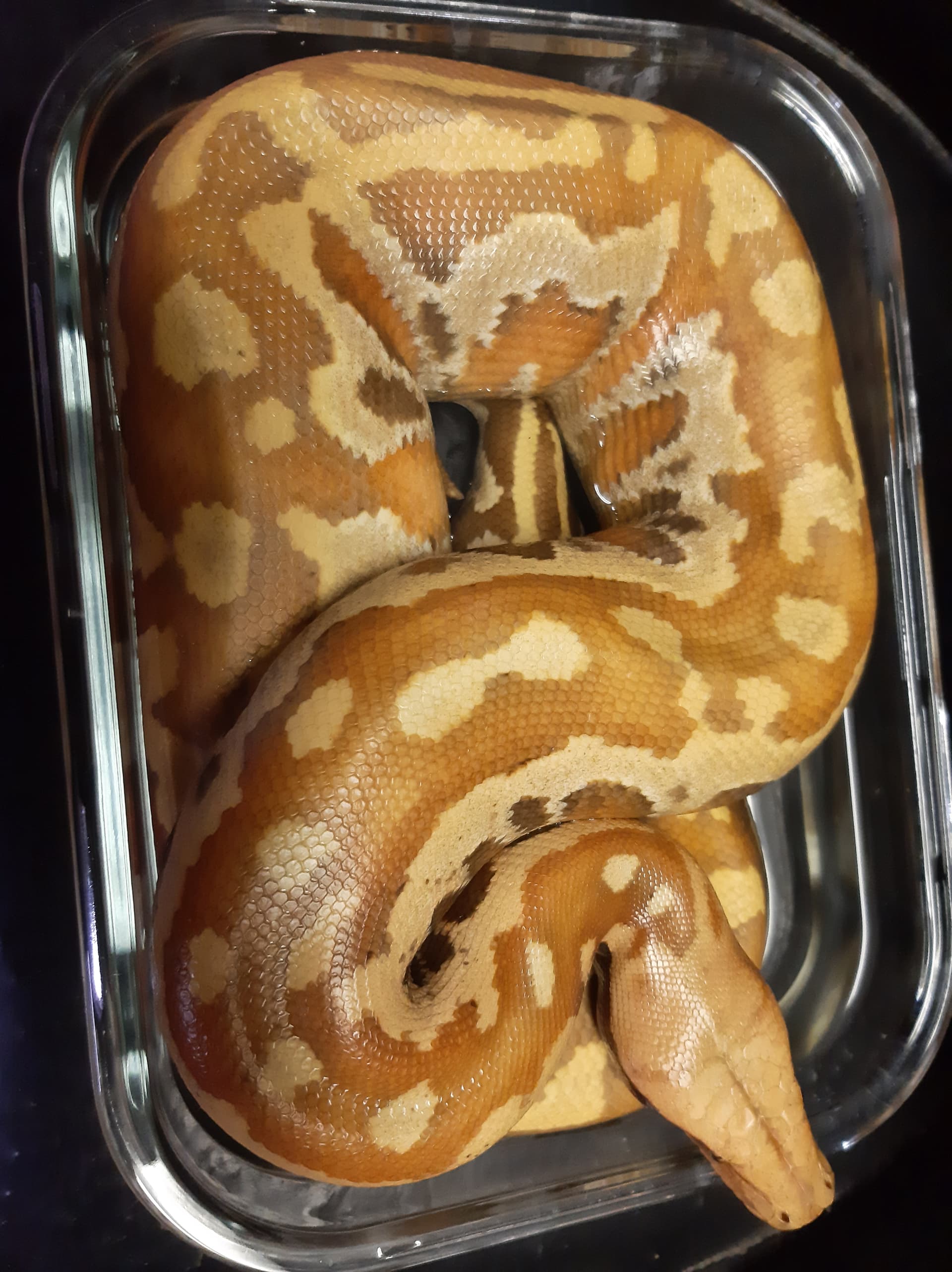 Dumeril's boa size - Other Boas - MorphMarket Reptile Community