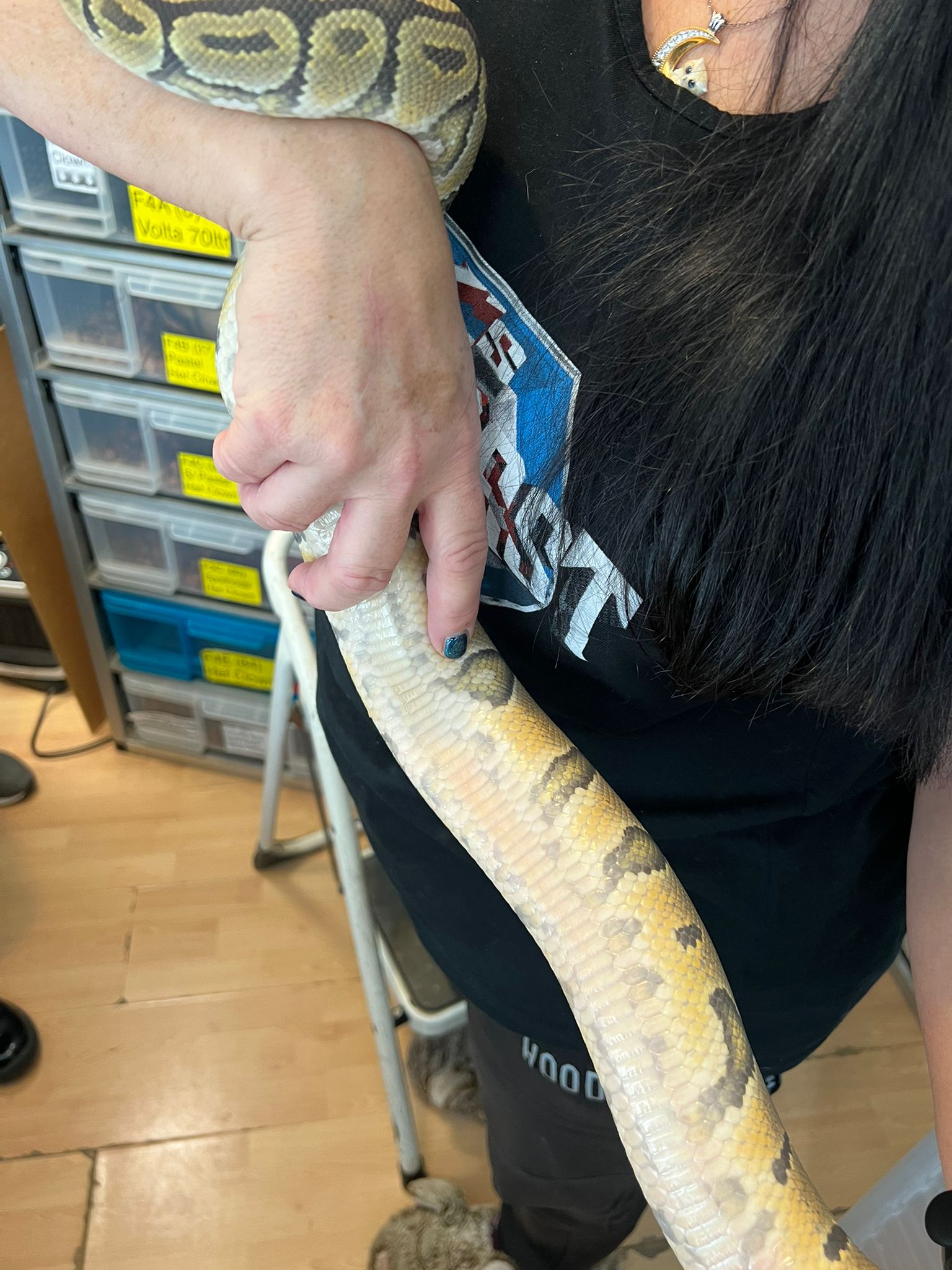 Sandstorm - Ball Python Traits - Morphpedia